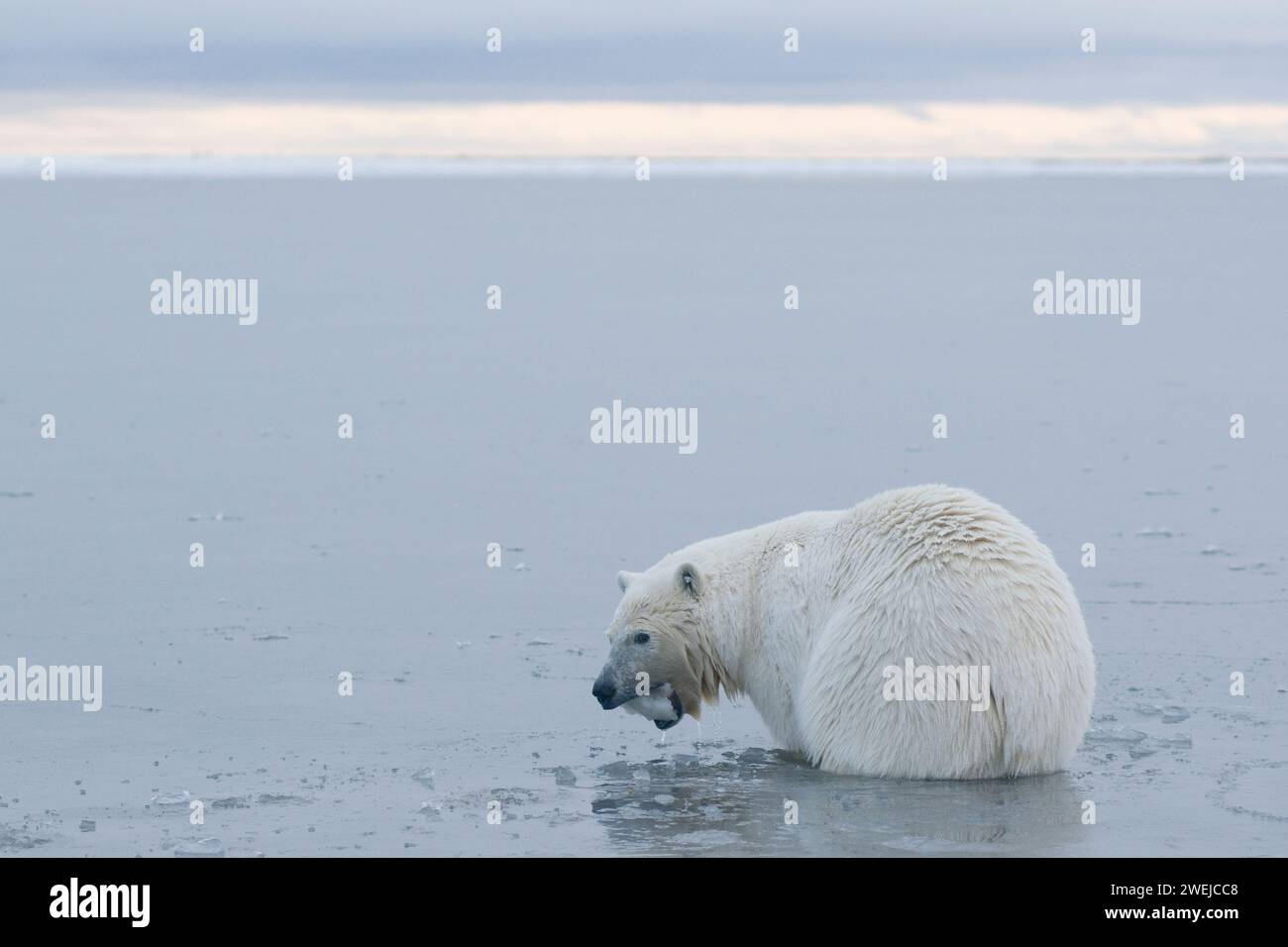 polar bear, Ursus maritimus, large two year old plays with a chunk of ...