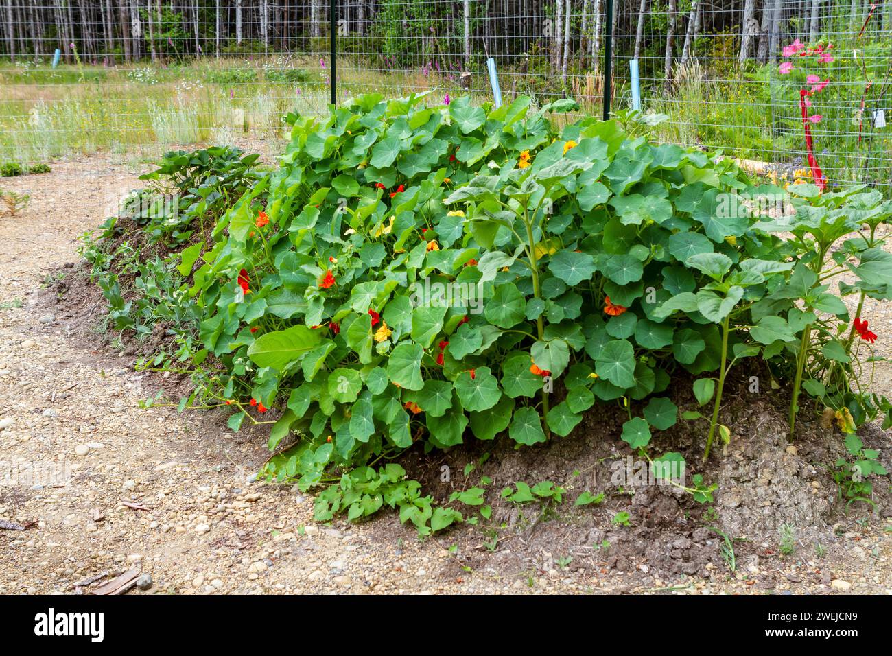 Mounded garden bed hi-res stock photography and images - Alamy