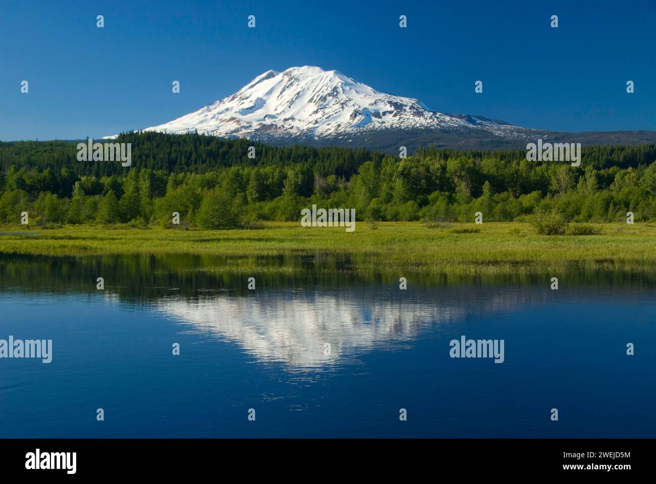 Mt Adams view, Trout Lake Natural Area Preserve, Trout Lake, Washington ...