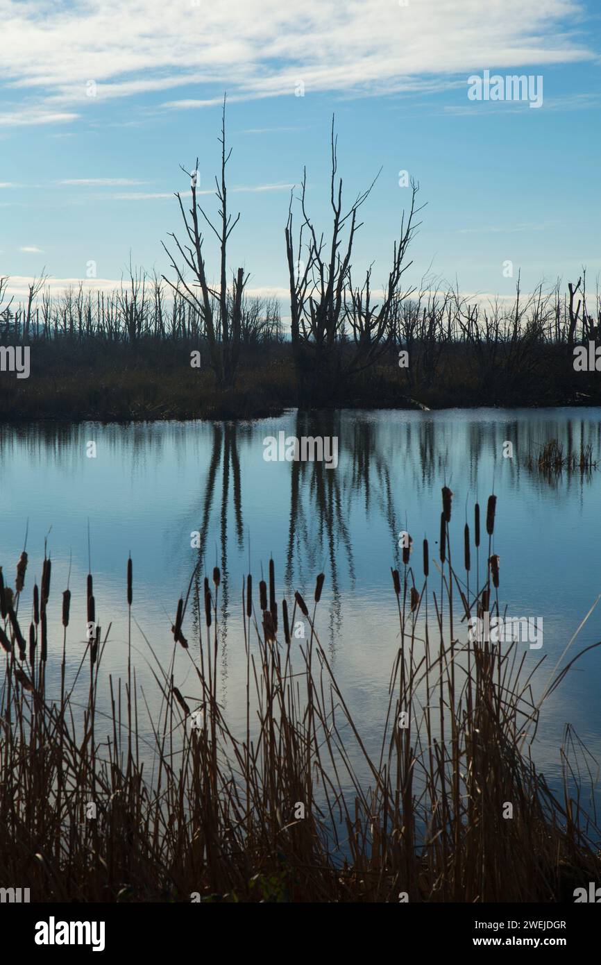 Wylie Slough, Headquarters Unit, Skagit Wildlife Area, Washington Stock ...