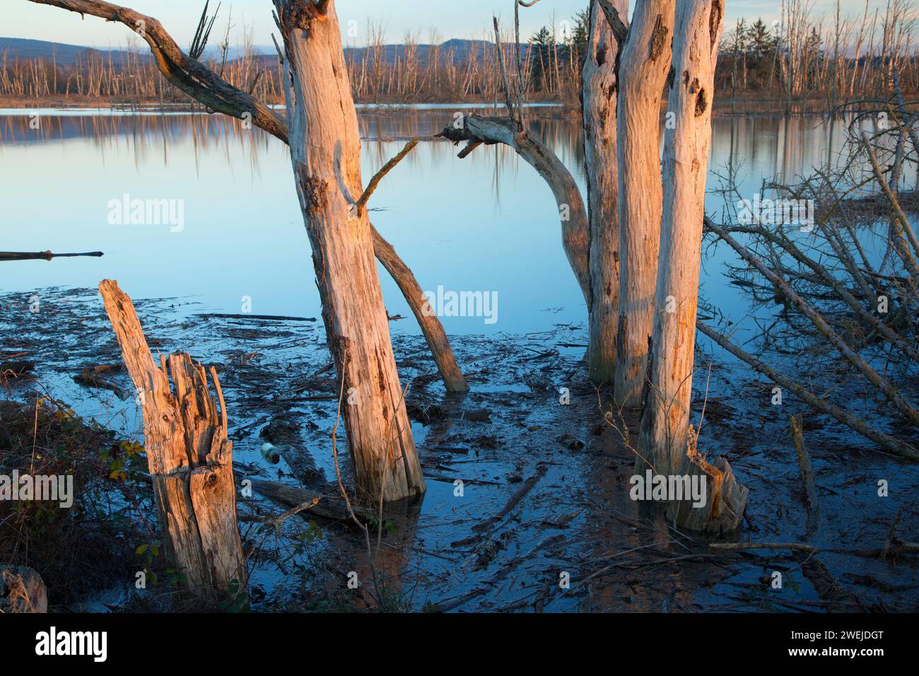 Wylie Slough, Headquarters Unit, Skagit Wildlife Area, Washington Stock ...