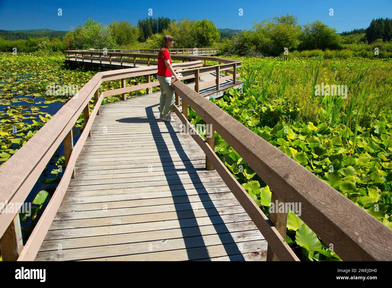 Boardwalk on Silver Lake Wetland Haven Trail, Seaquest State Park ...