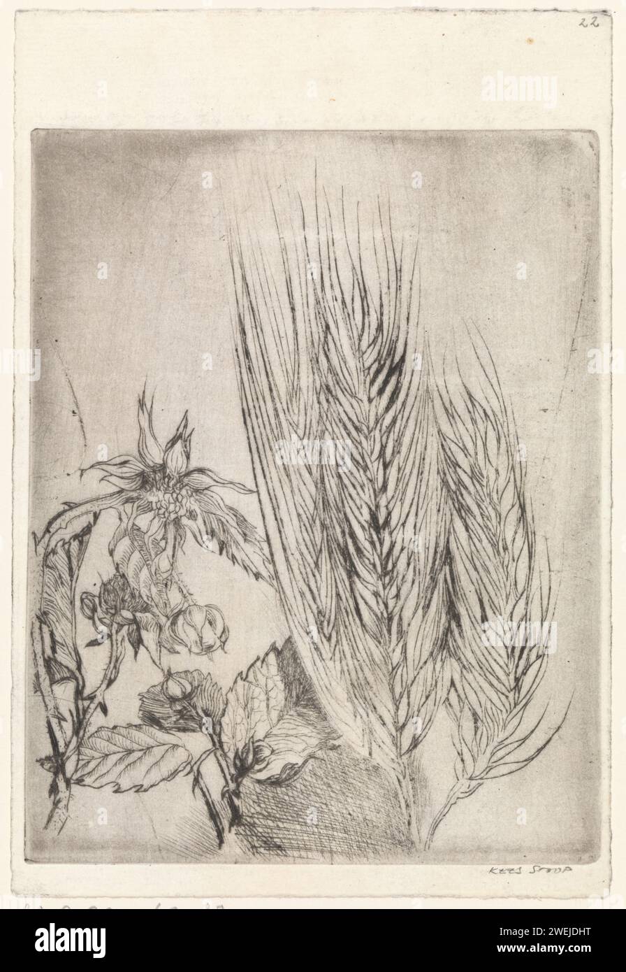 Korenaar, Kees Stoop, 1975 print Earser and some other plants. paper ...