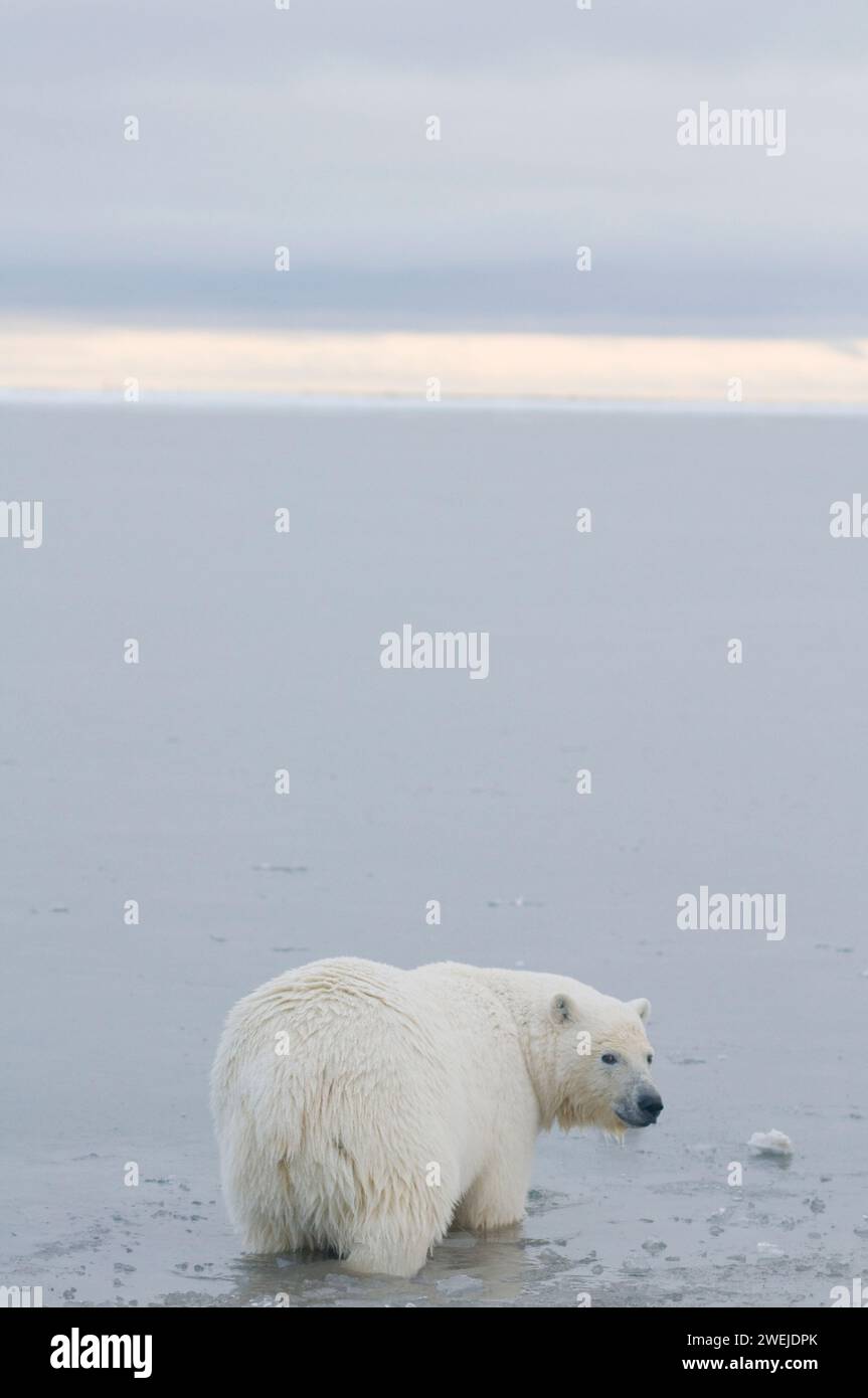 polar bear, Ursus maritimus, large two year old plays with a chunk of ...