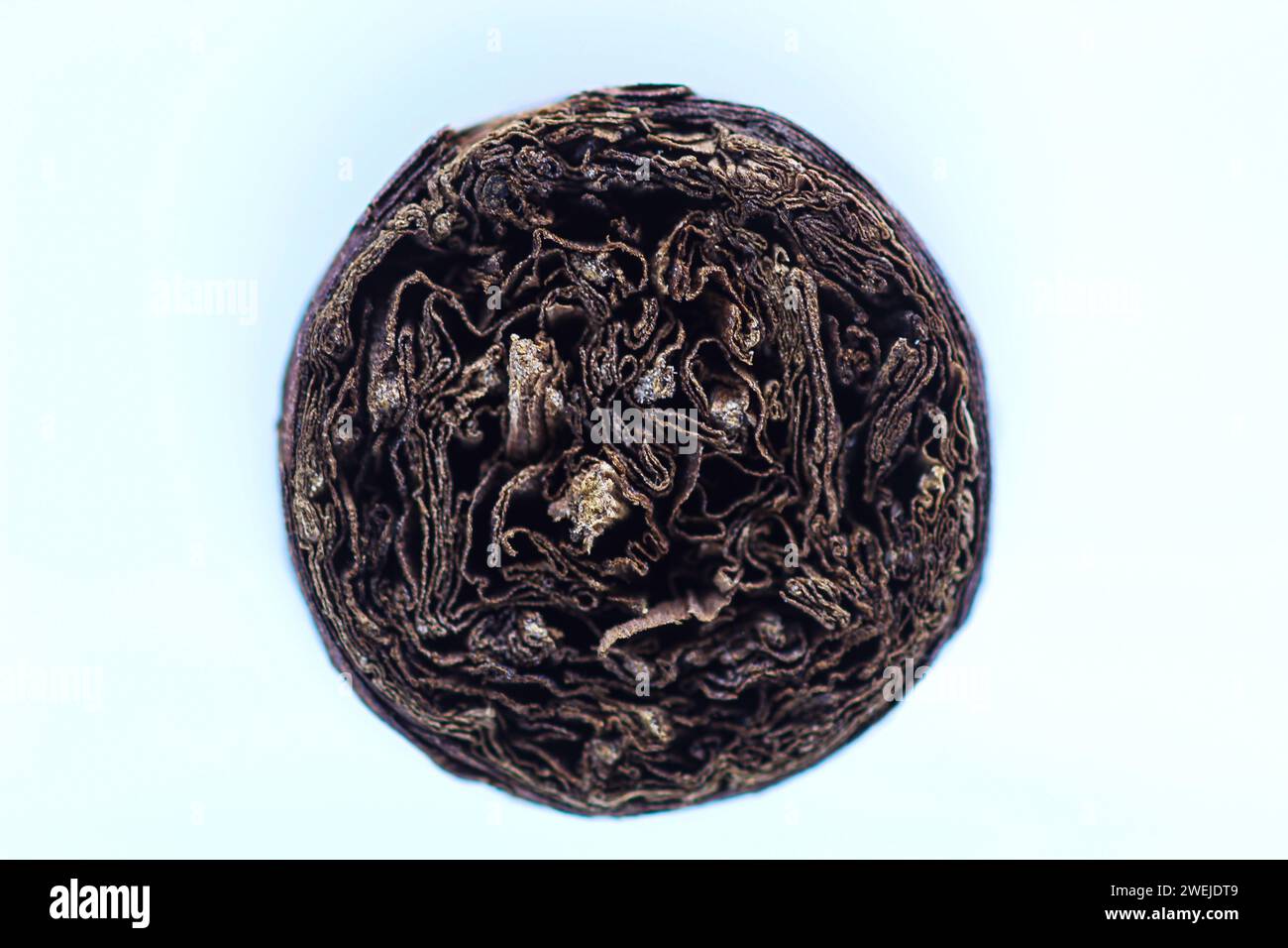 Unlit cigar hi-res stock photography and images - Alamy