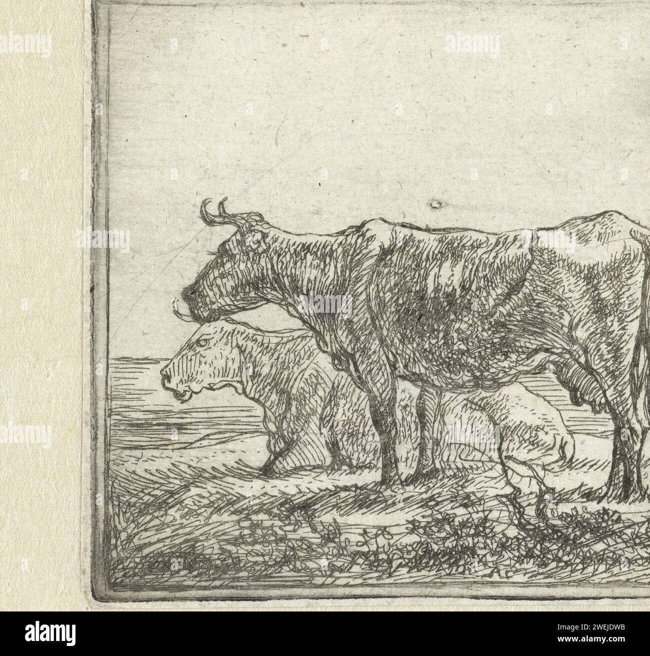 Cuyp cow hi-res stock photography and images - Alamy