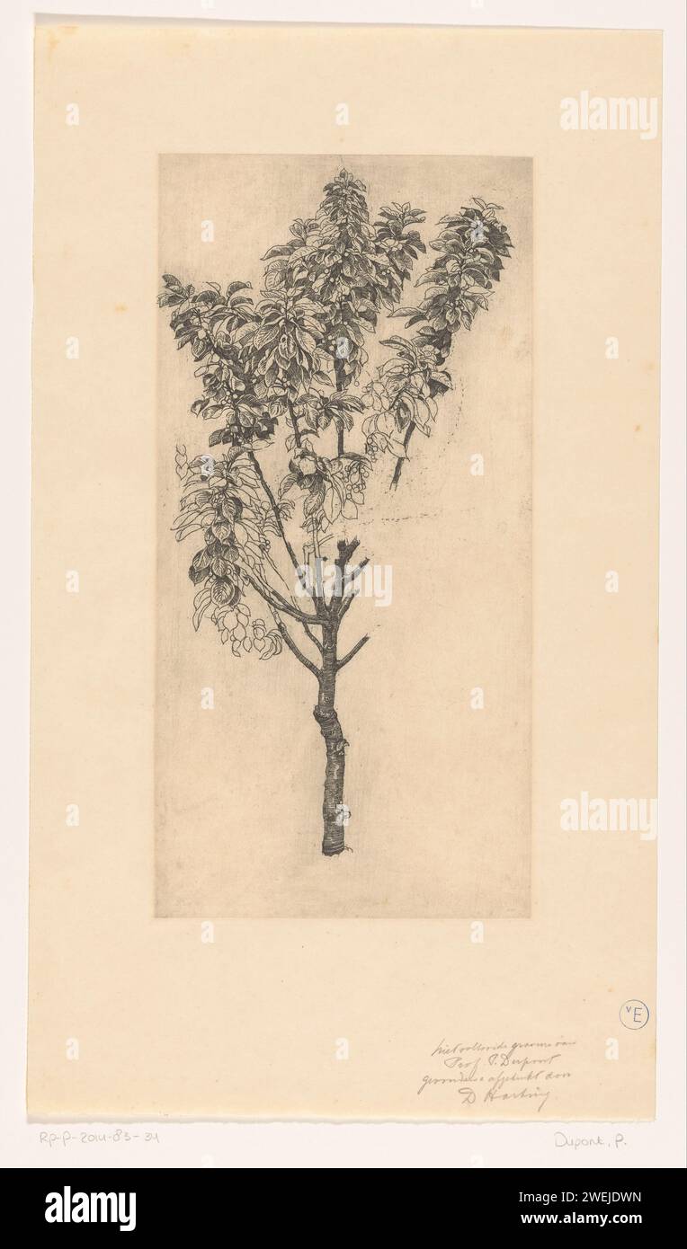 Cherry tree, 1896 print paper trees: cherry-tree Stock Photo - Alamy