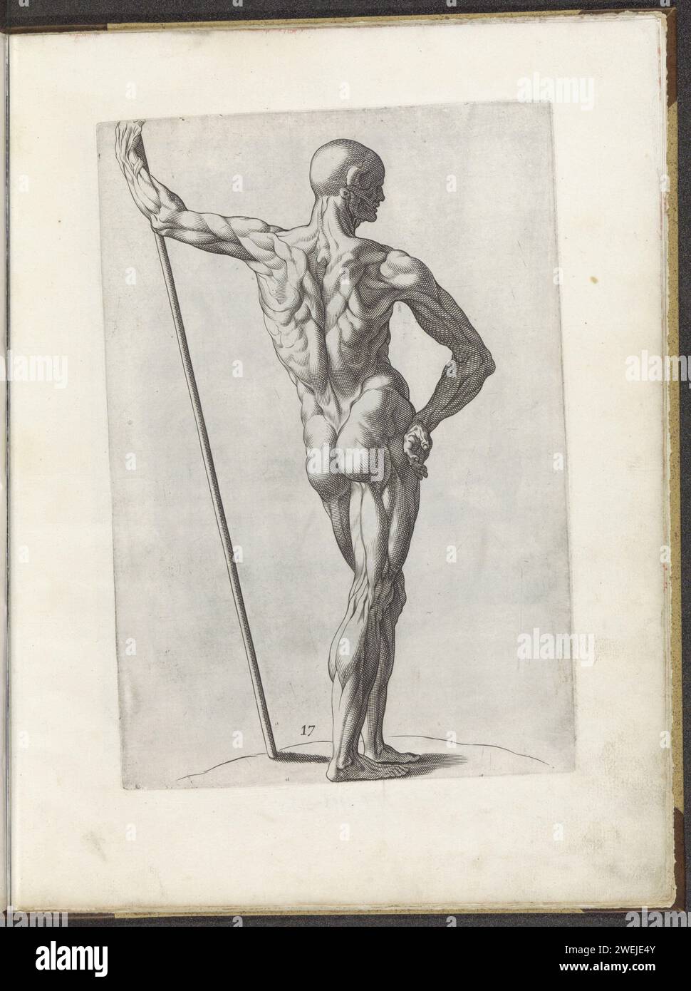 Human anatomy engraving back view hi-res stock photography and images ...
