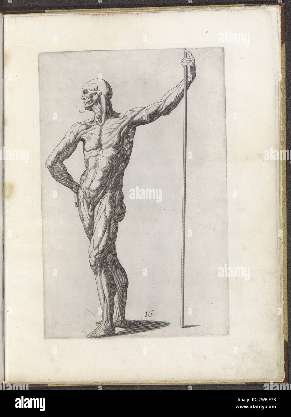 écorché man hi-res stock photography and images - Alamy