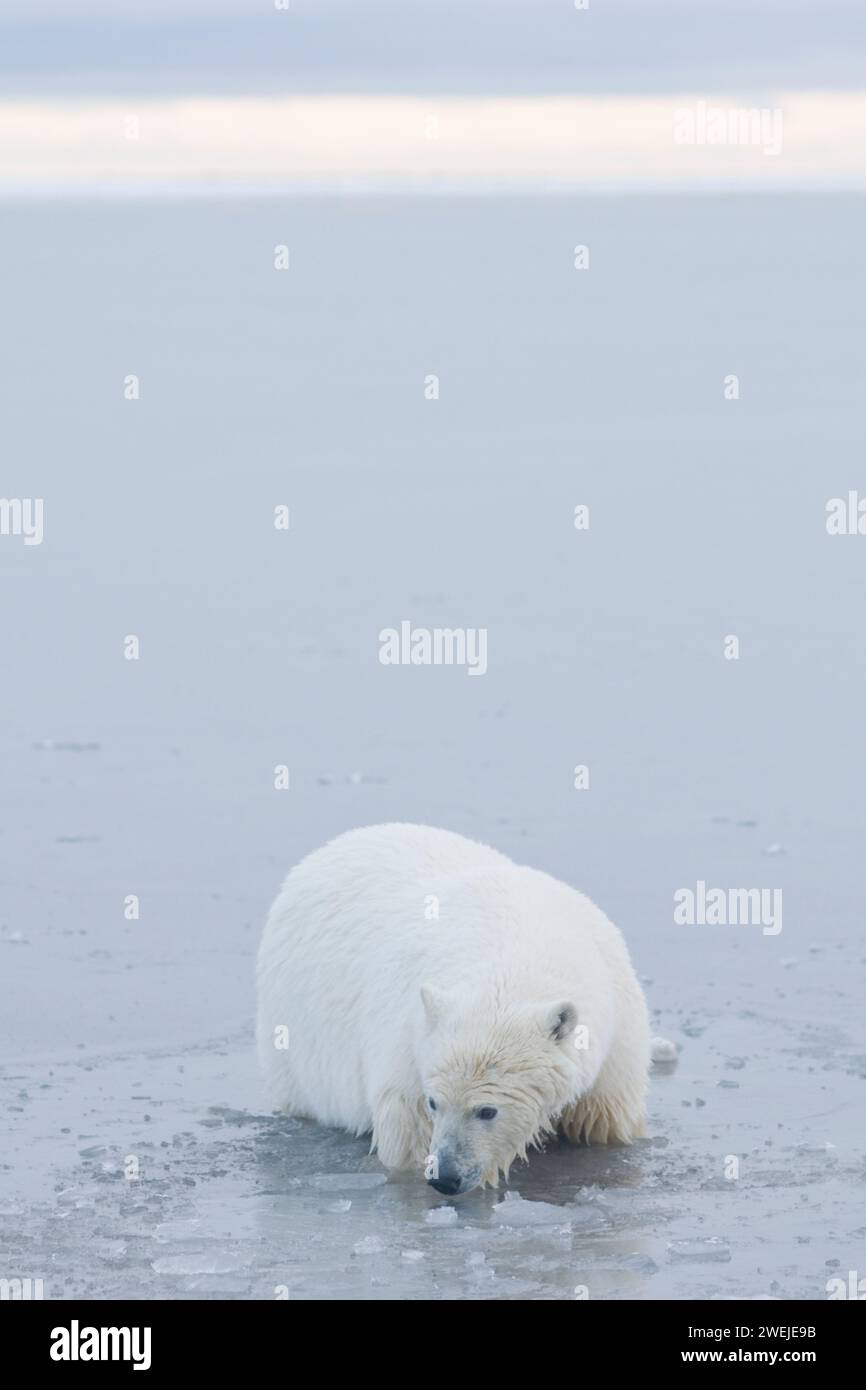 polar bear, Ursus maritimus, large two year old plays with a chunk of ...