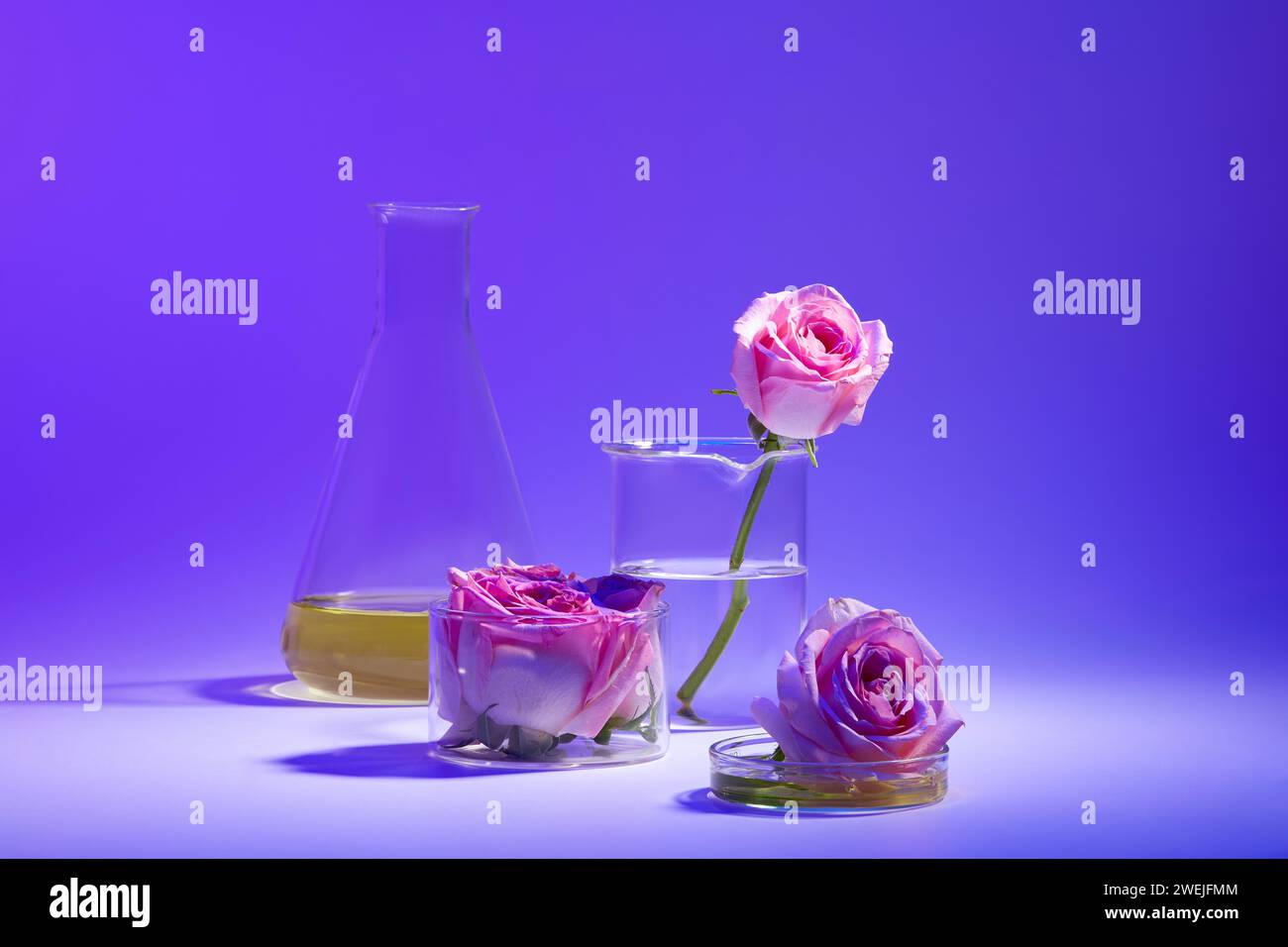 The concept of natural cosmetics from rose ingredient. Erlenmeyer flask ...