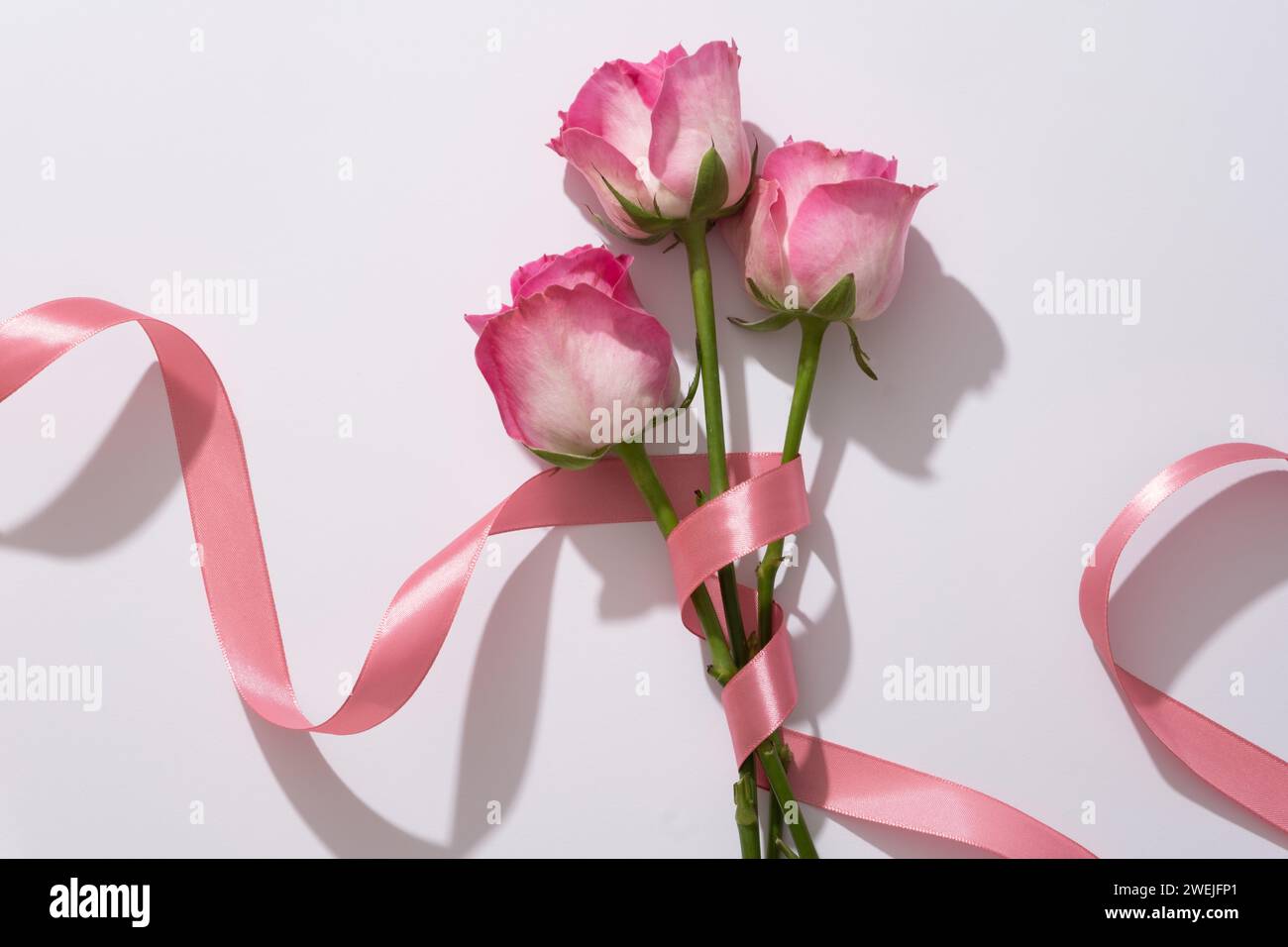 Delicate roses wrapped around a soft pink ribbon on a white background ...
