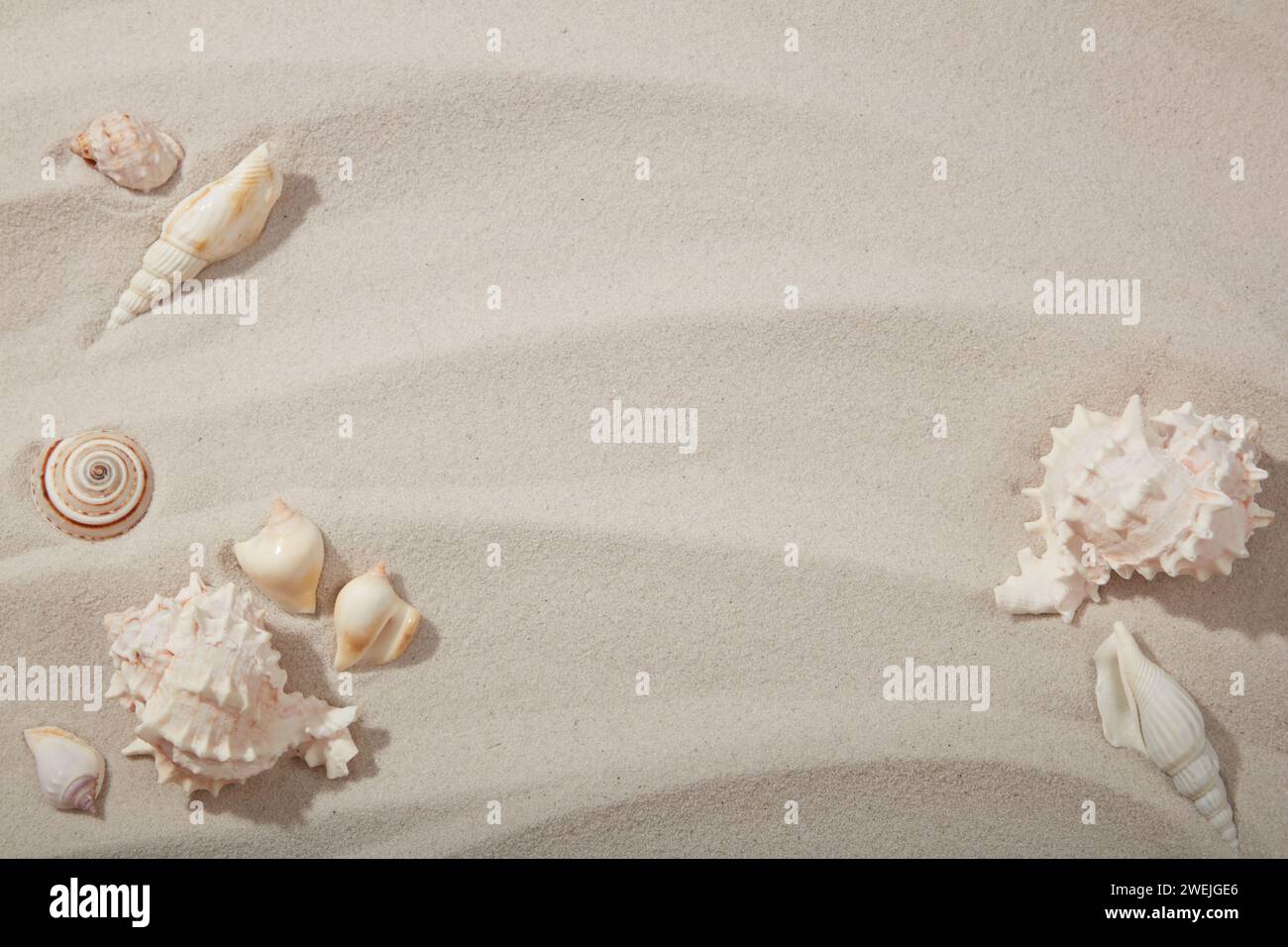 Natural background with different seashells on sandy beach. Background ...