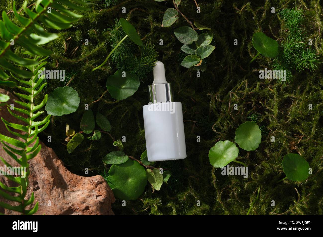 Bottle of serum on forest background with stone, fern, centella and ...