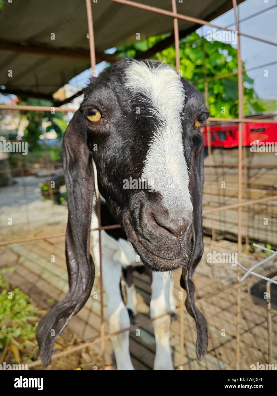 goat sticking it heads out from the fence cage Stock Photo - Alamy