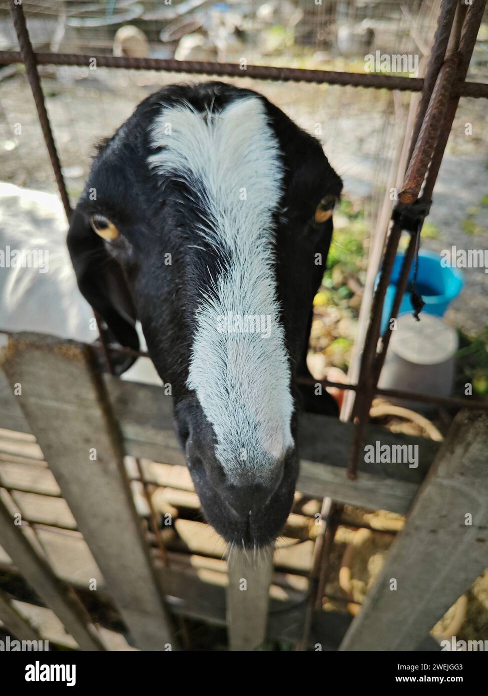 Fence cage hi-res stock photography and images - Alamy