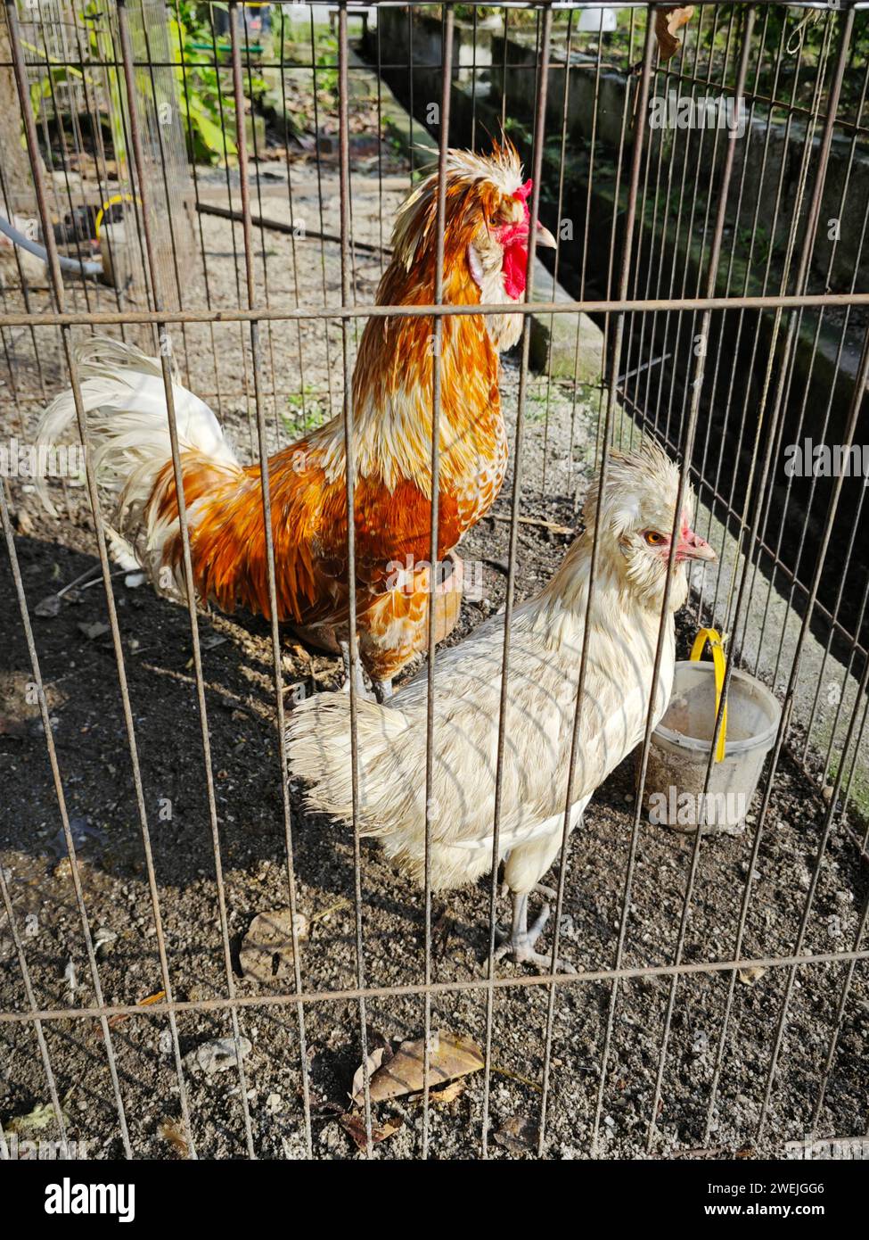Metallic rooster hi-res stock photography and images - Alamy