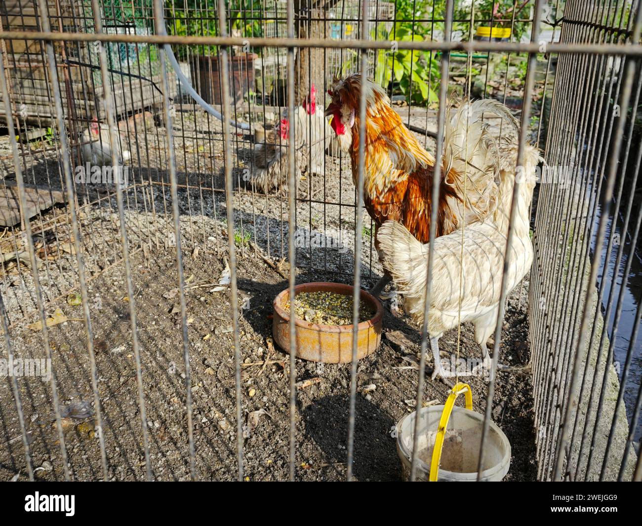 Chickens confined in wire cage hi-res stock photography and images - Alamy