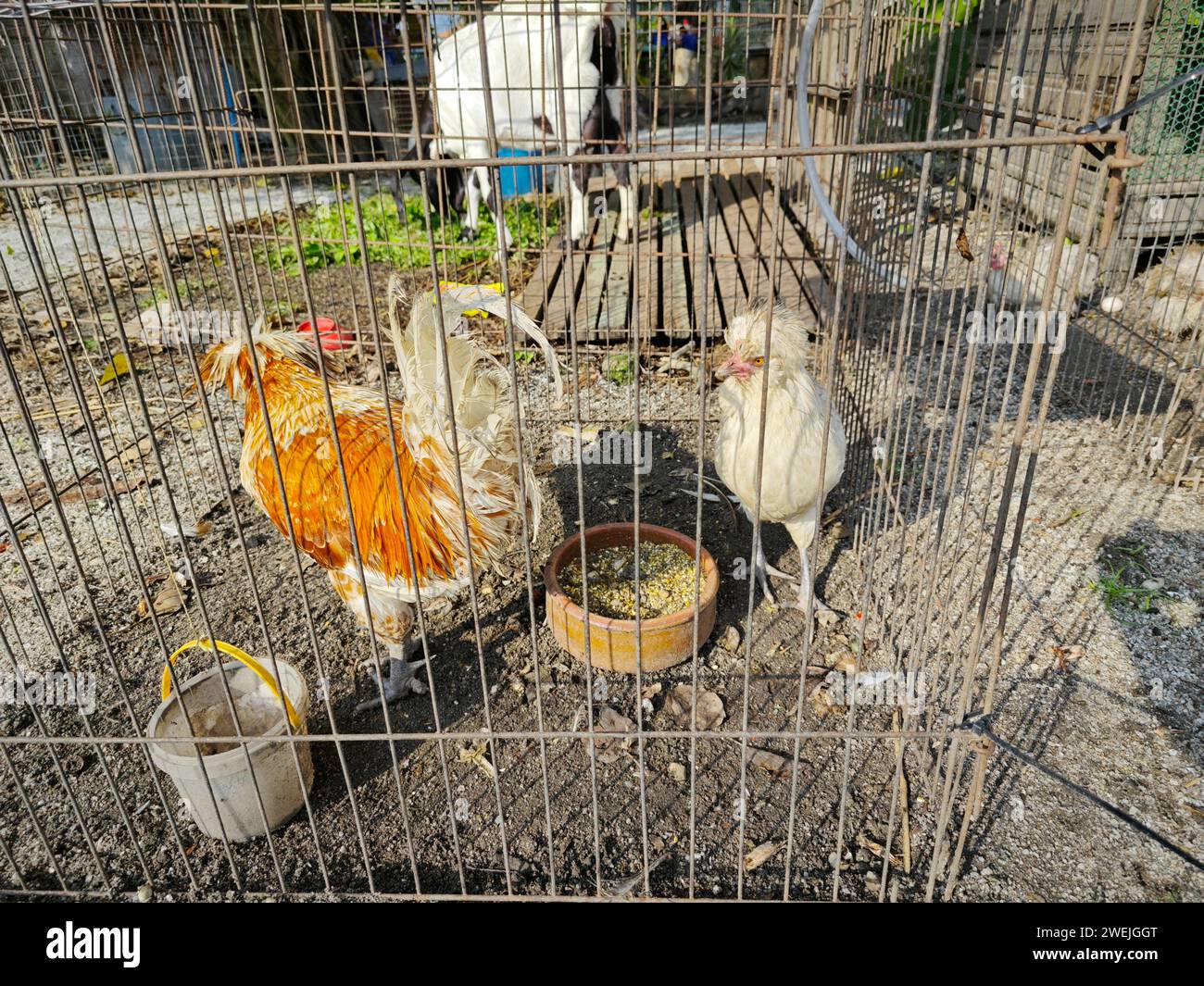 rearing australian species chickens in the cage Stock Photo - Alamy