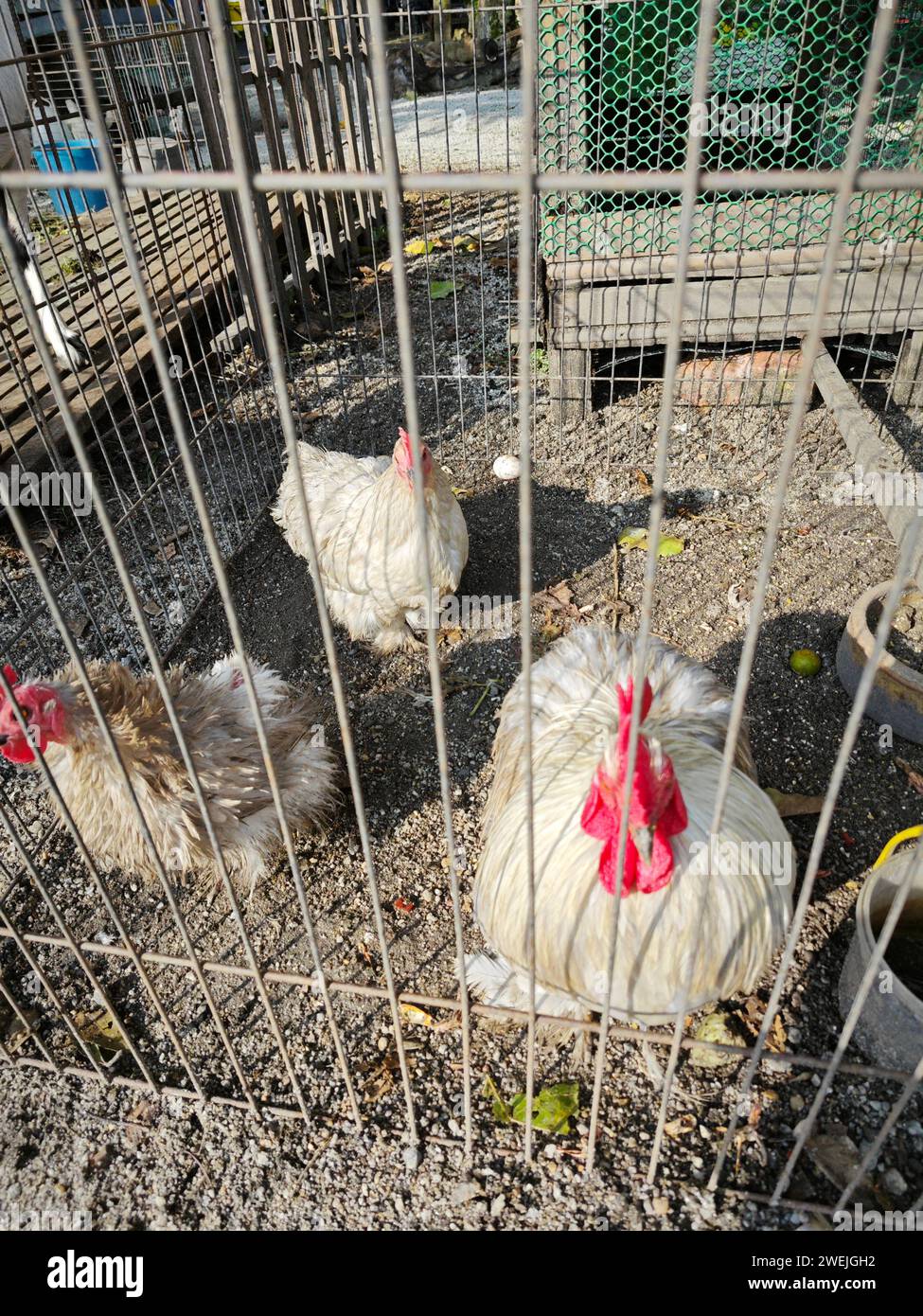 rearing australian species chickens in the cage Stock Photo - Alamy