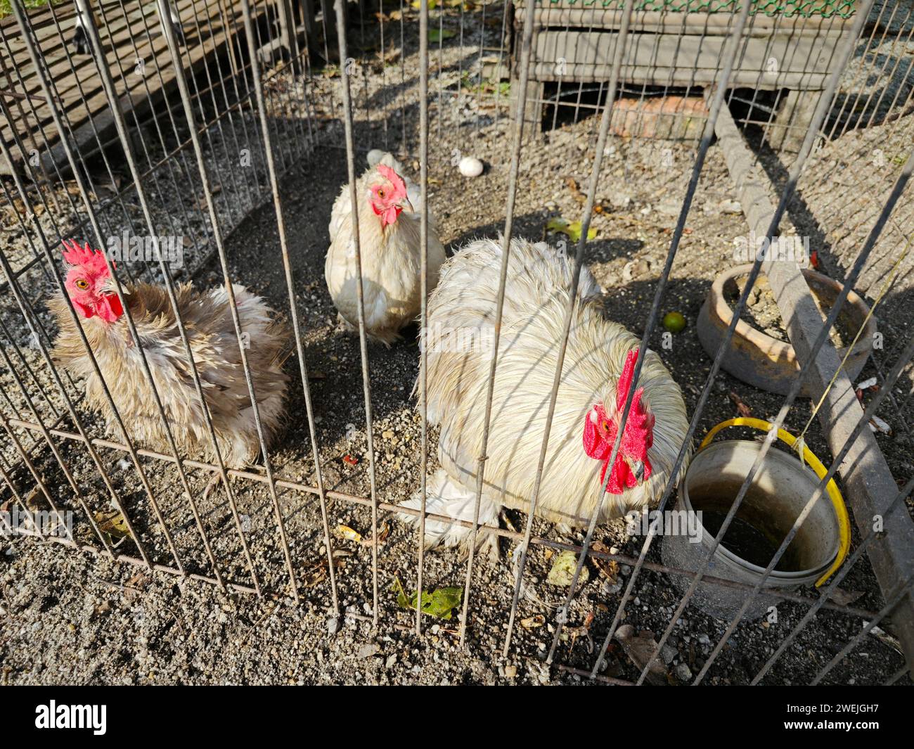 rearing australian species chickens in the cage Stock Photo - Alamy