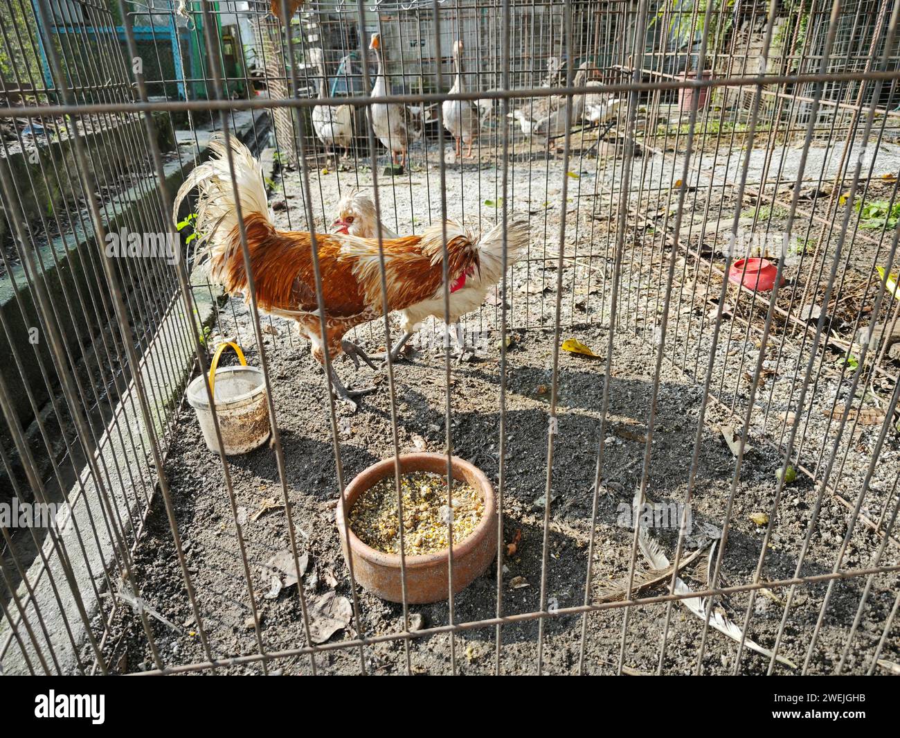 Australian species hi-res stock photography and images - Alamy