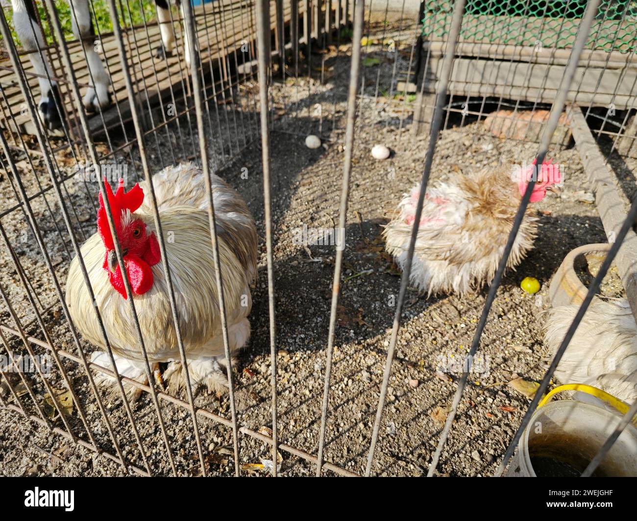 rearing australian species chickens in the cage Stock Photo - Alamy