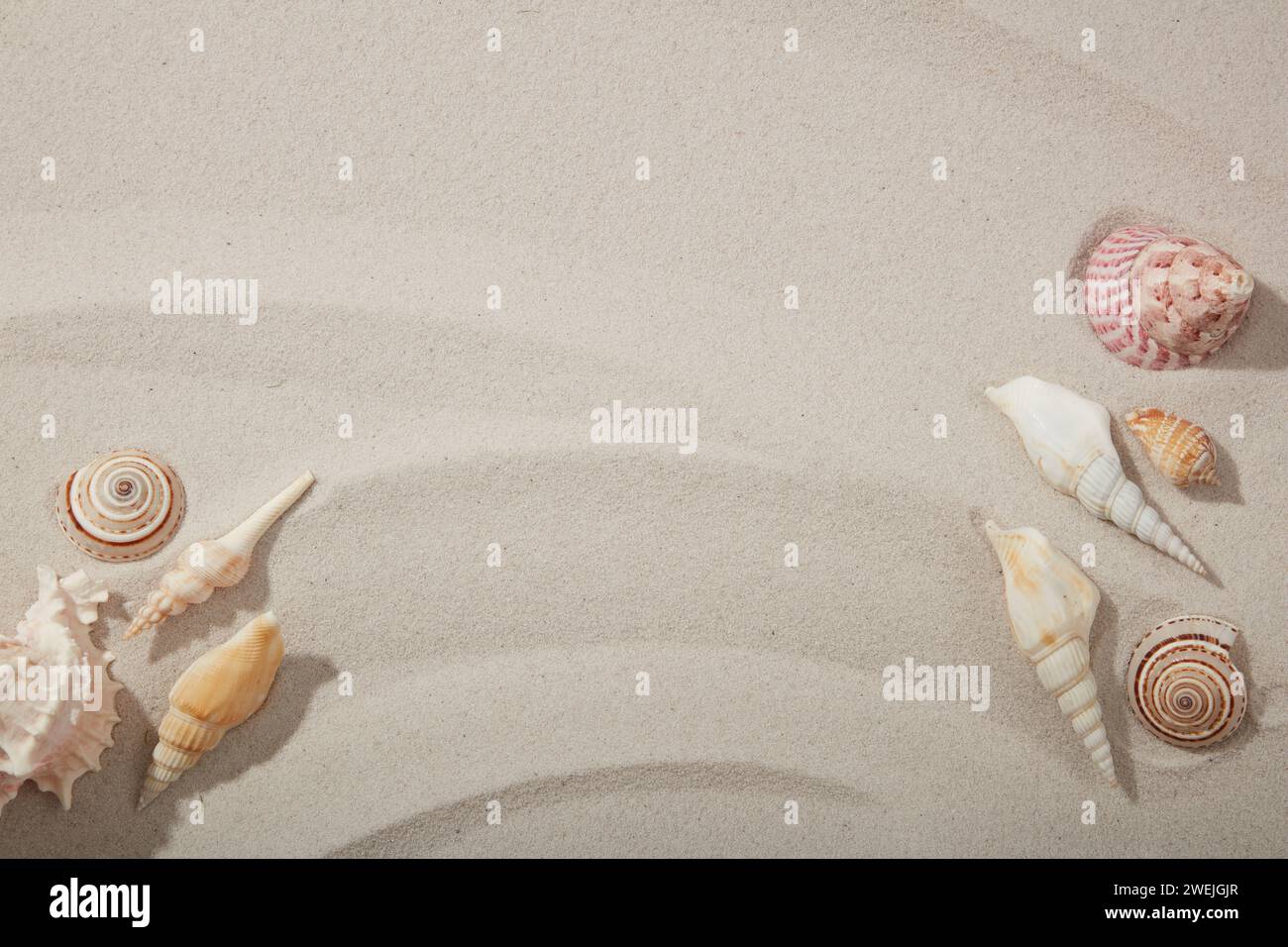 Minimal blank background with different seashells on sandy beach ...