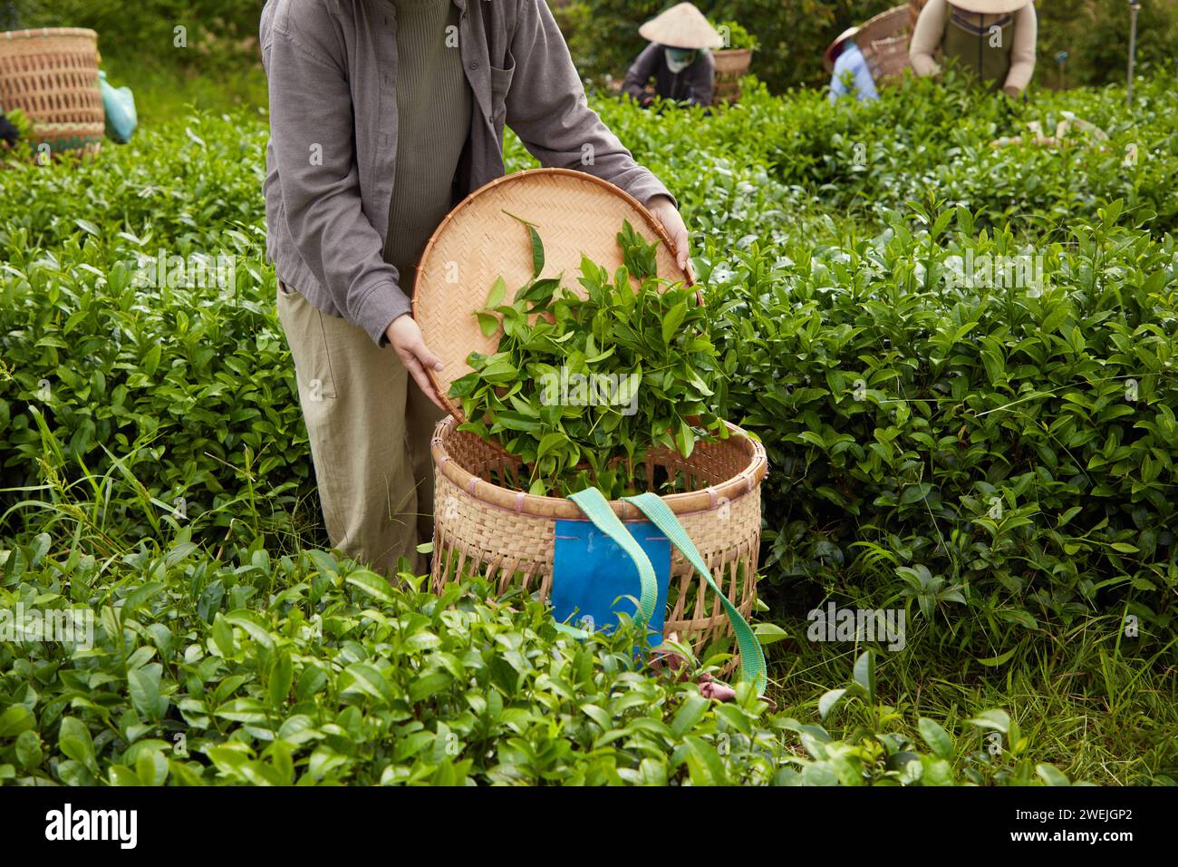 Image of farmer pouring freshly harvested tea leaves into a bamboo ...