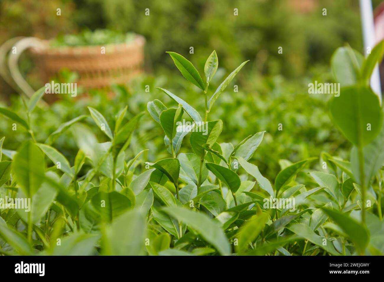 Green tea garden scene in the morning sun. Selective focus young fresh ...