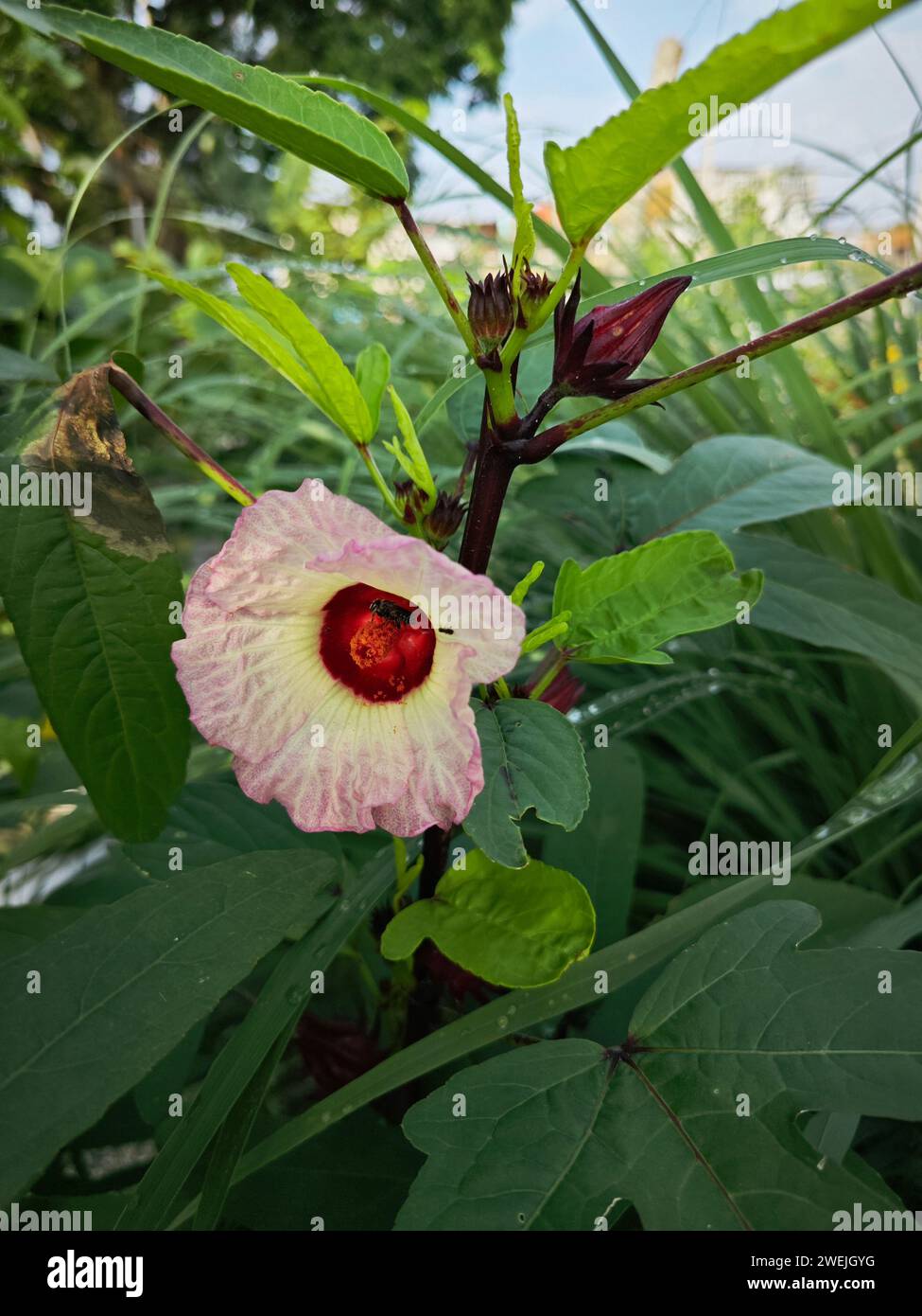 Roselle herbal agriculture hi-res stock photography and images - Alamy