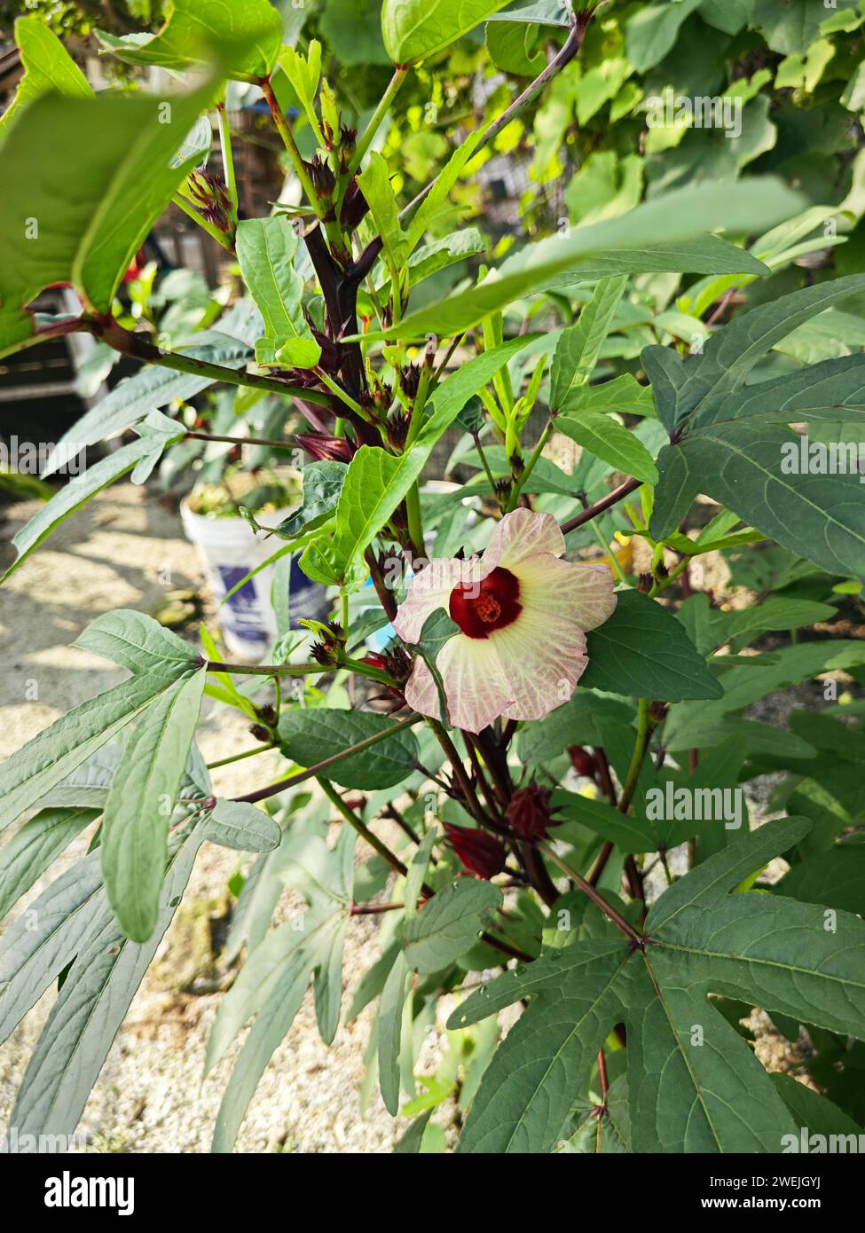 Roselle organic bloom hi-res stock photography and images - Alamy