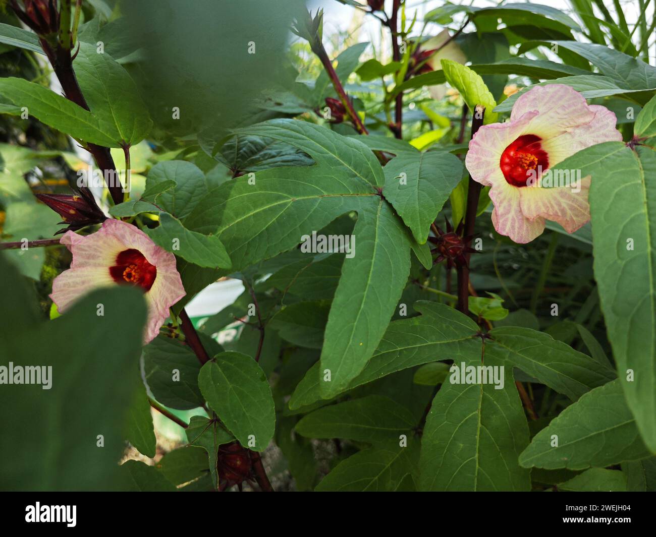 Beautiful roselle hi-res stock photography and images - Alamy