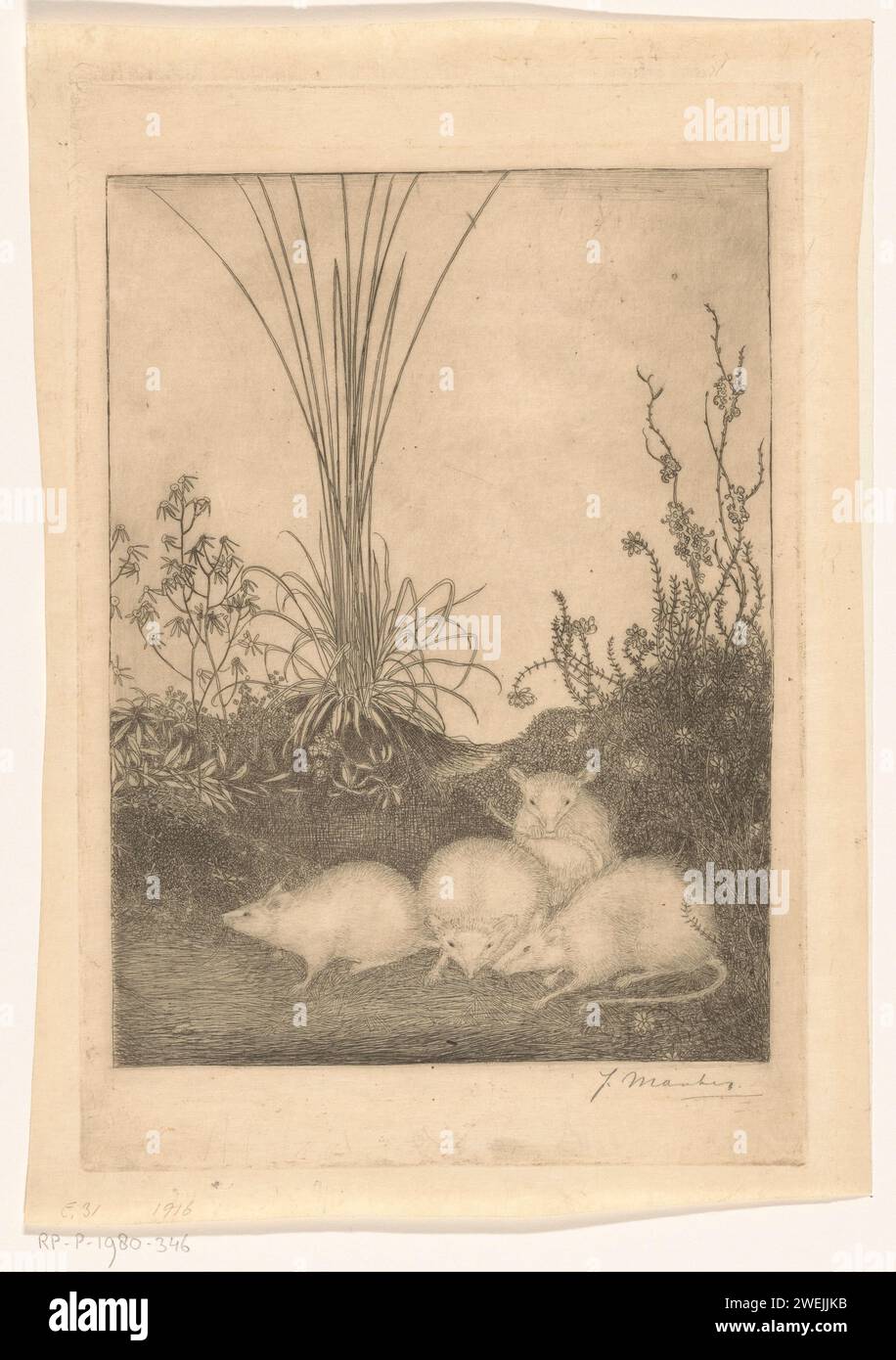 Four Mice, Jan Mankes, 1916 print Four mice sitting between plants ...