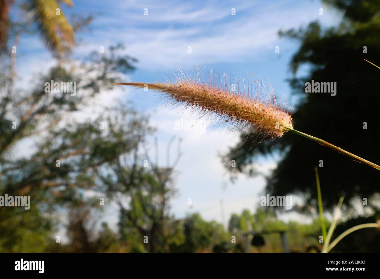 Wind blown flowers hi-res stock photography and images - Alamy