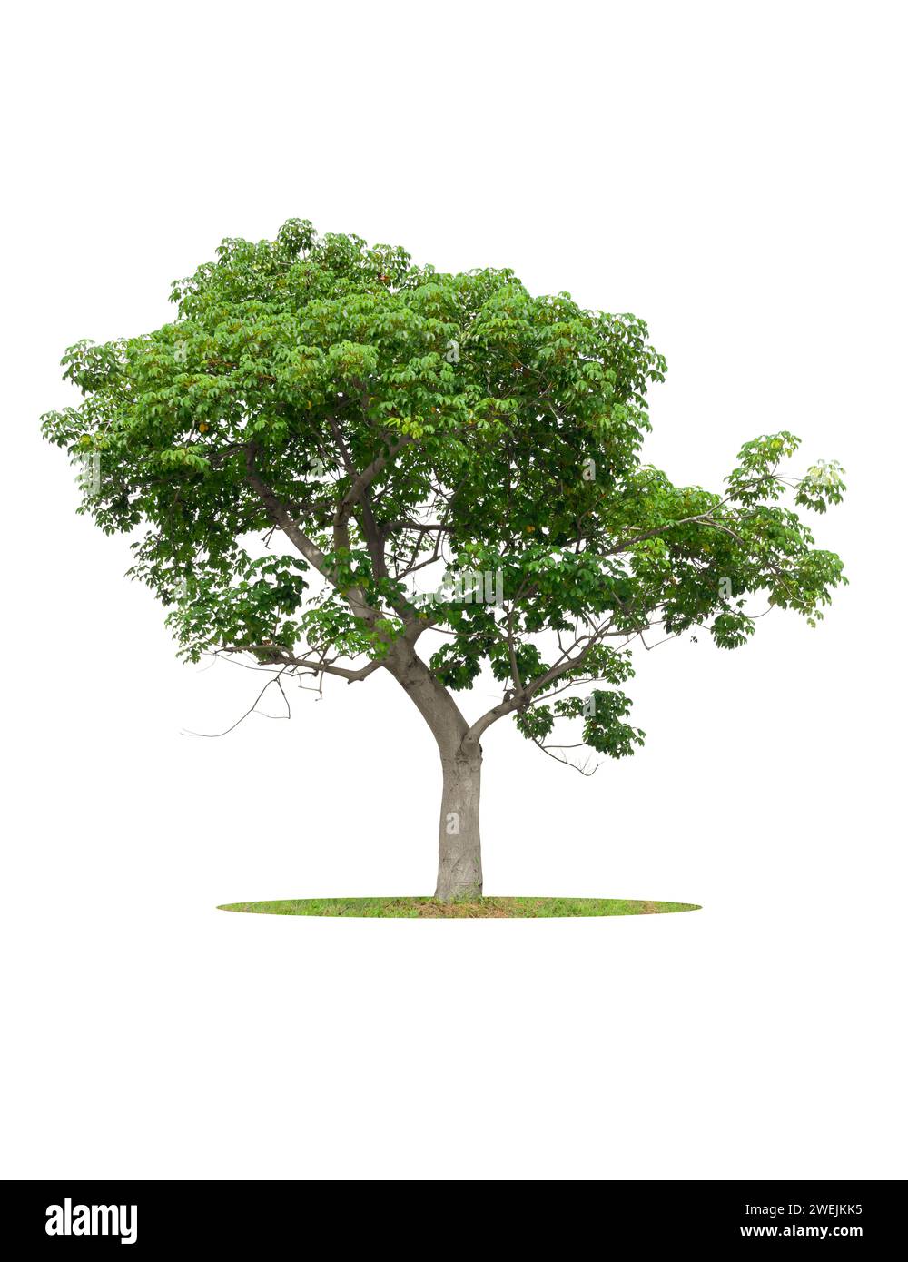 Cochlospermum regium or yellow silk cotton tree isolated on white ...