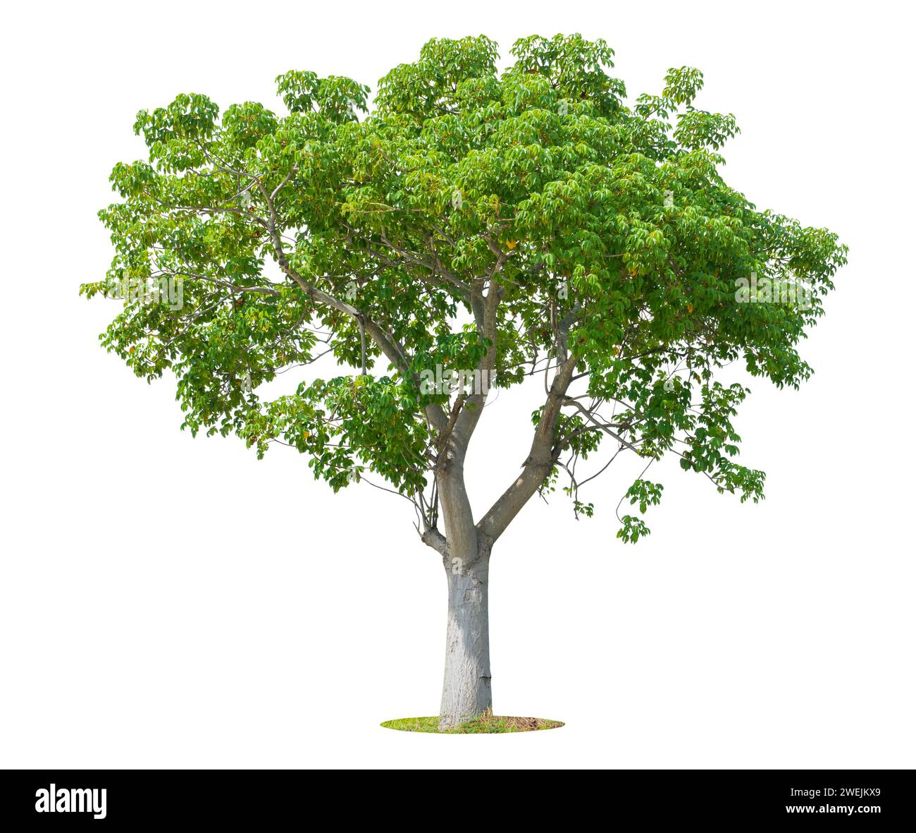 Cochlospermum regium or yellow silk cotton tree isolated on white ...