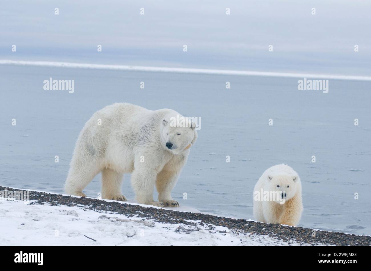 polar bears, Ursus maritimus, collared sow with spring cub travel along ...