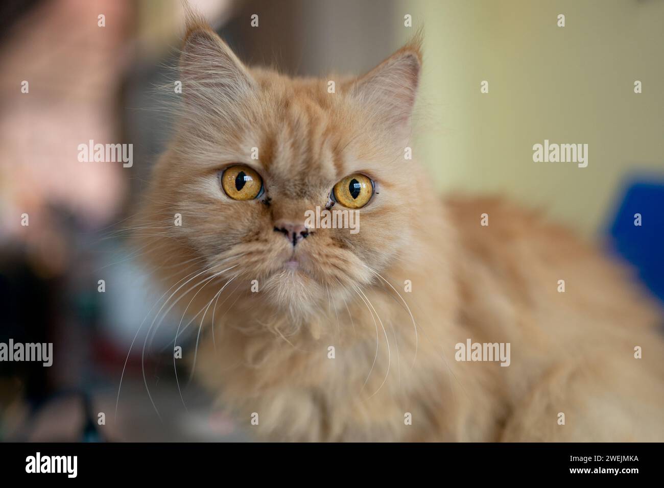 A persian cat hi-res stock photography and images - Alamy
