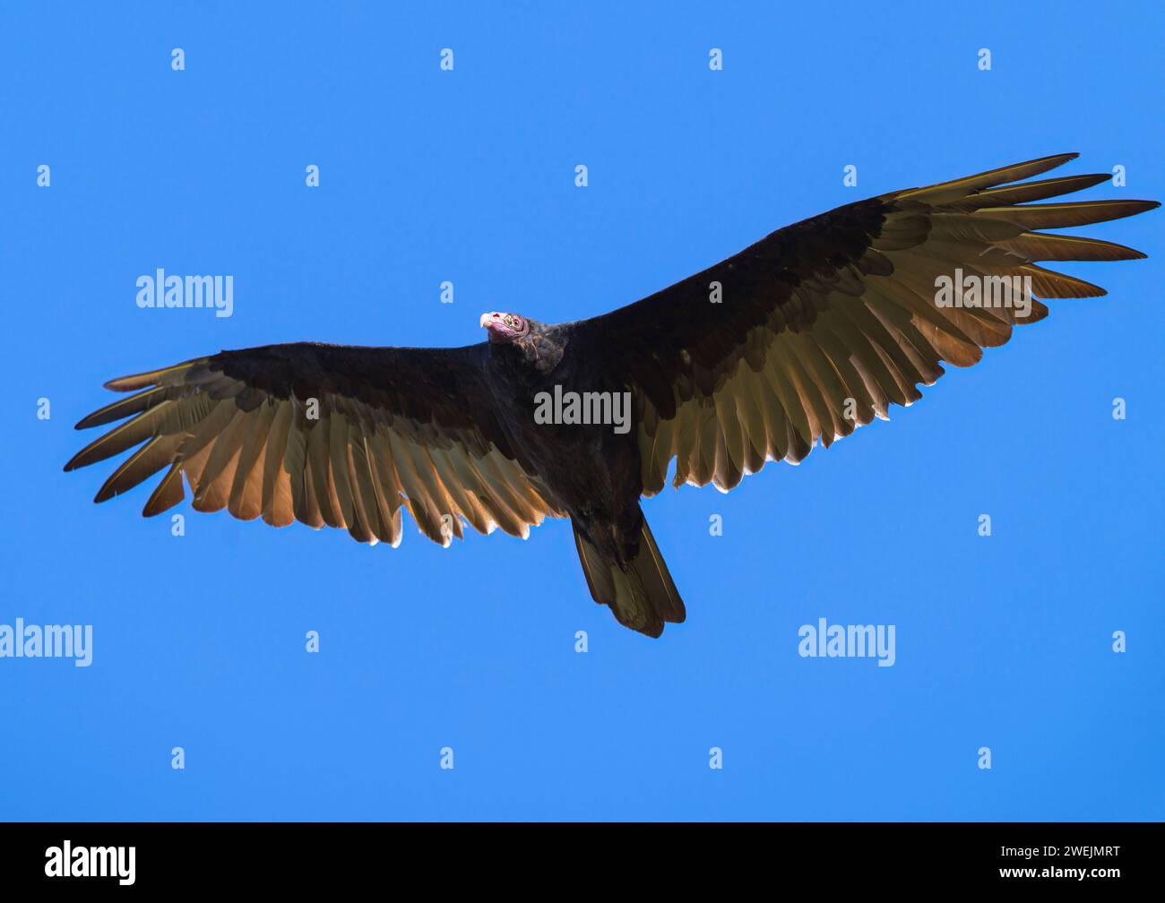 Large raptor hi-res stock photography and images - Alamy