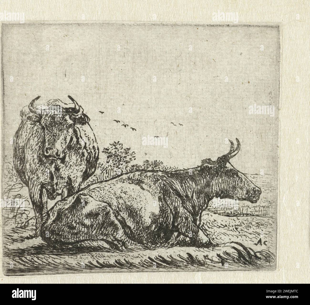 Cuyp cow hi-res stock photography and images - Alamy