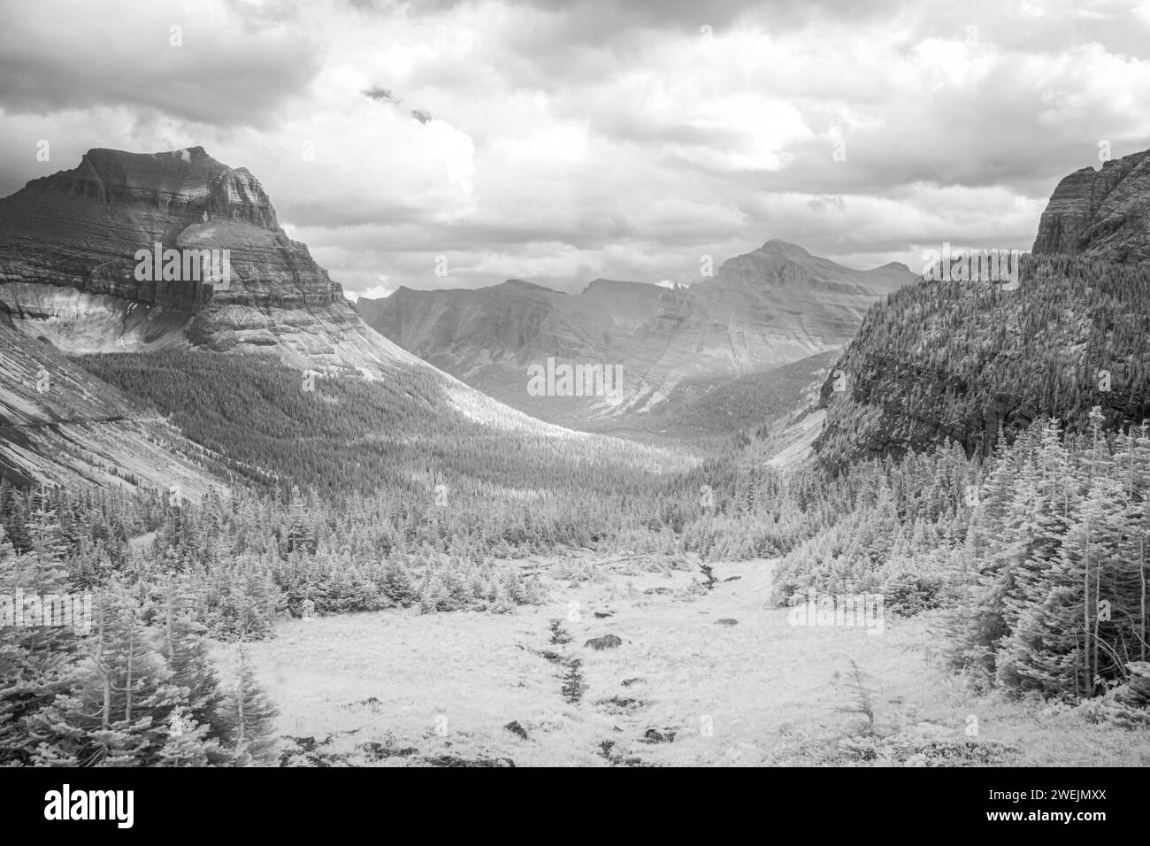 Infrared converted camera image Black and White Stock Photos & Images ...