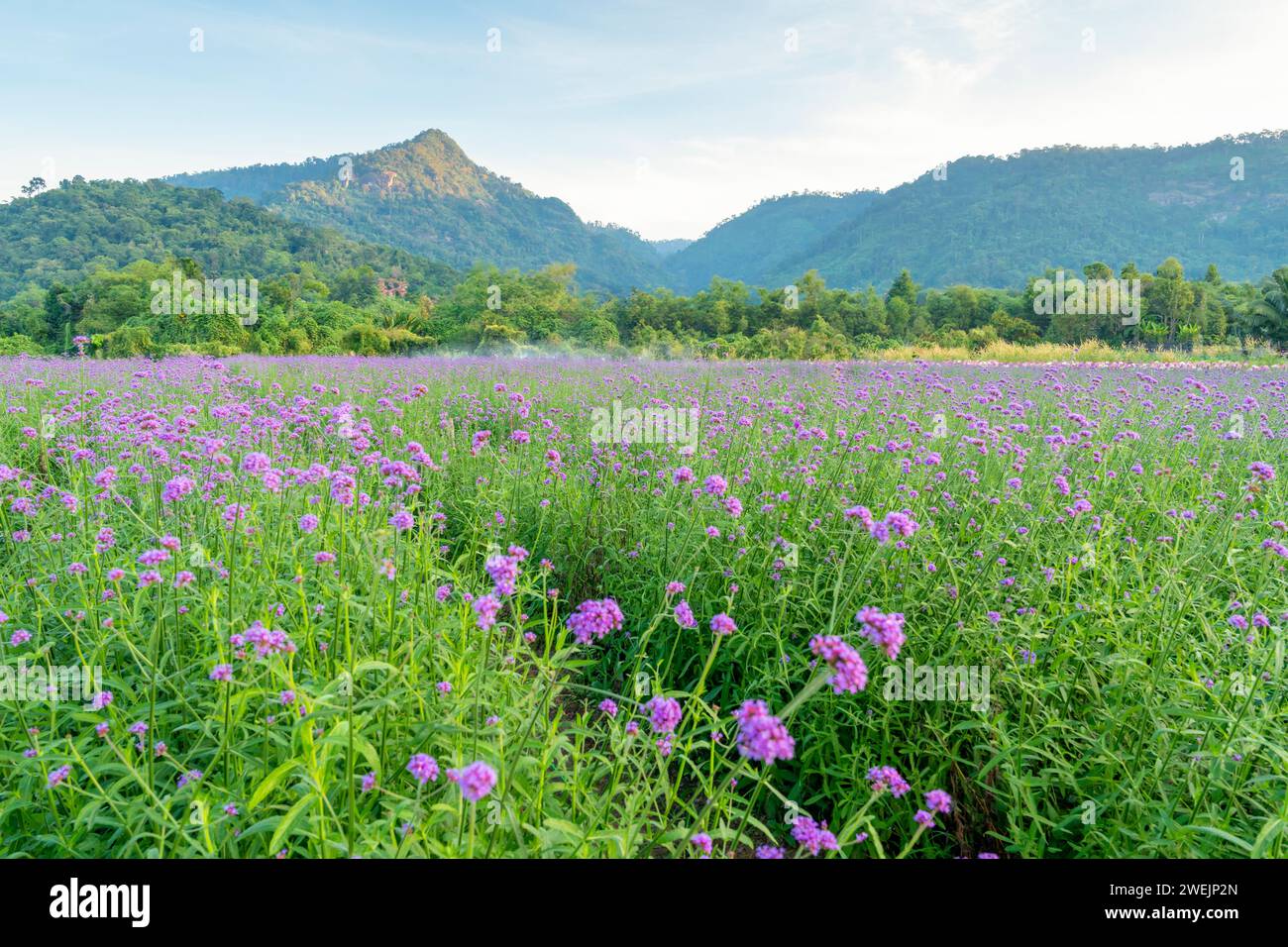 Verbena bonariensis flower in the garden with mountain background Stock ...