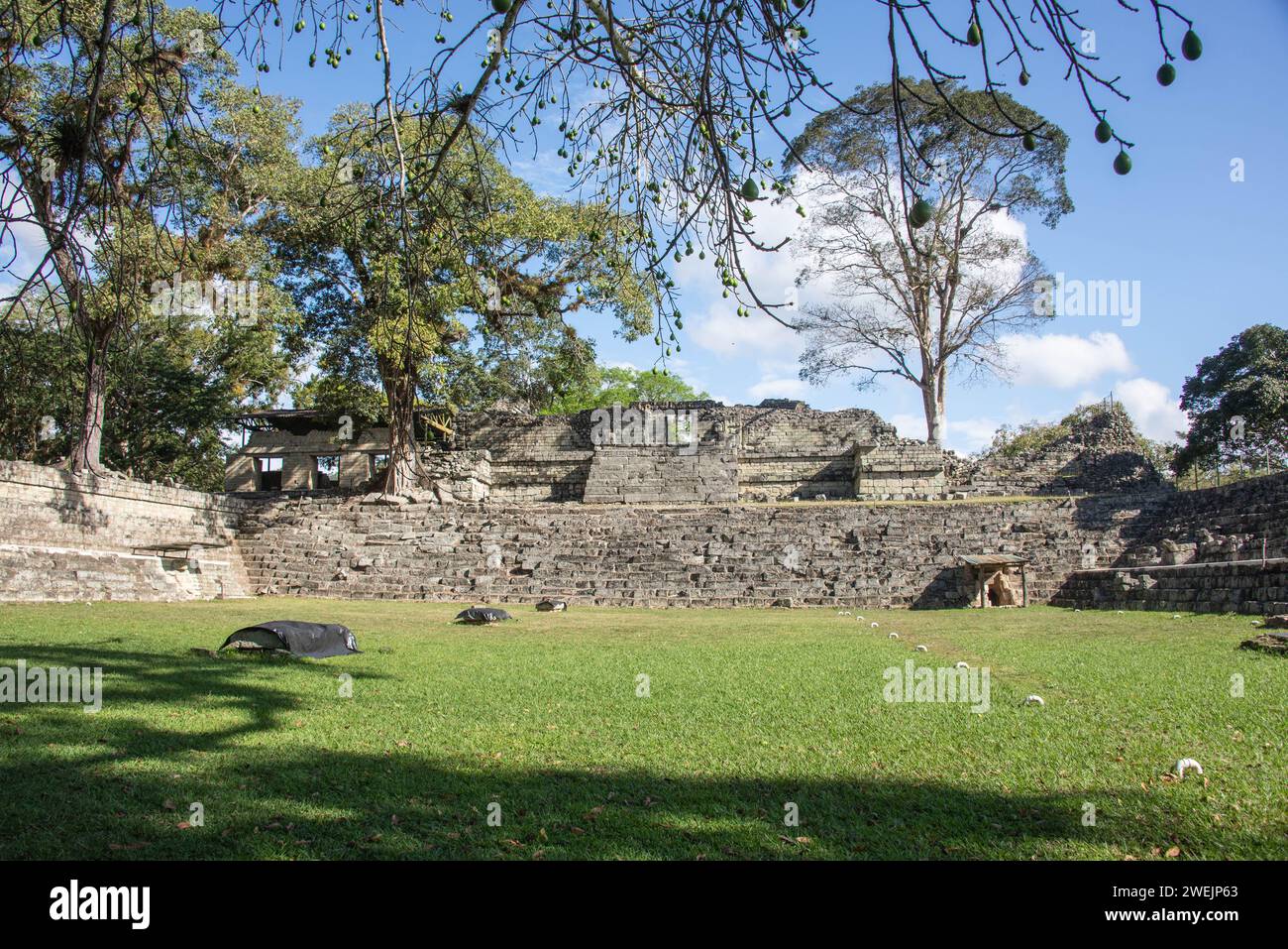 The East Court at the Copan Mayan Ruins, Copan Ruinas, Honduras Stock ...