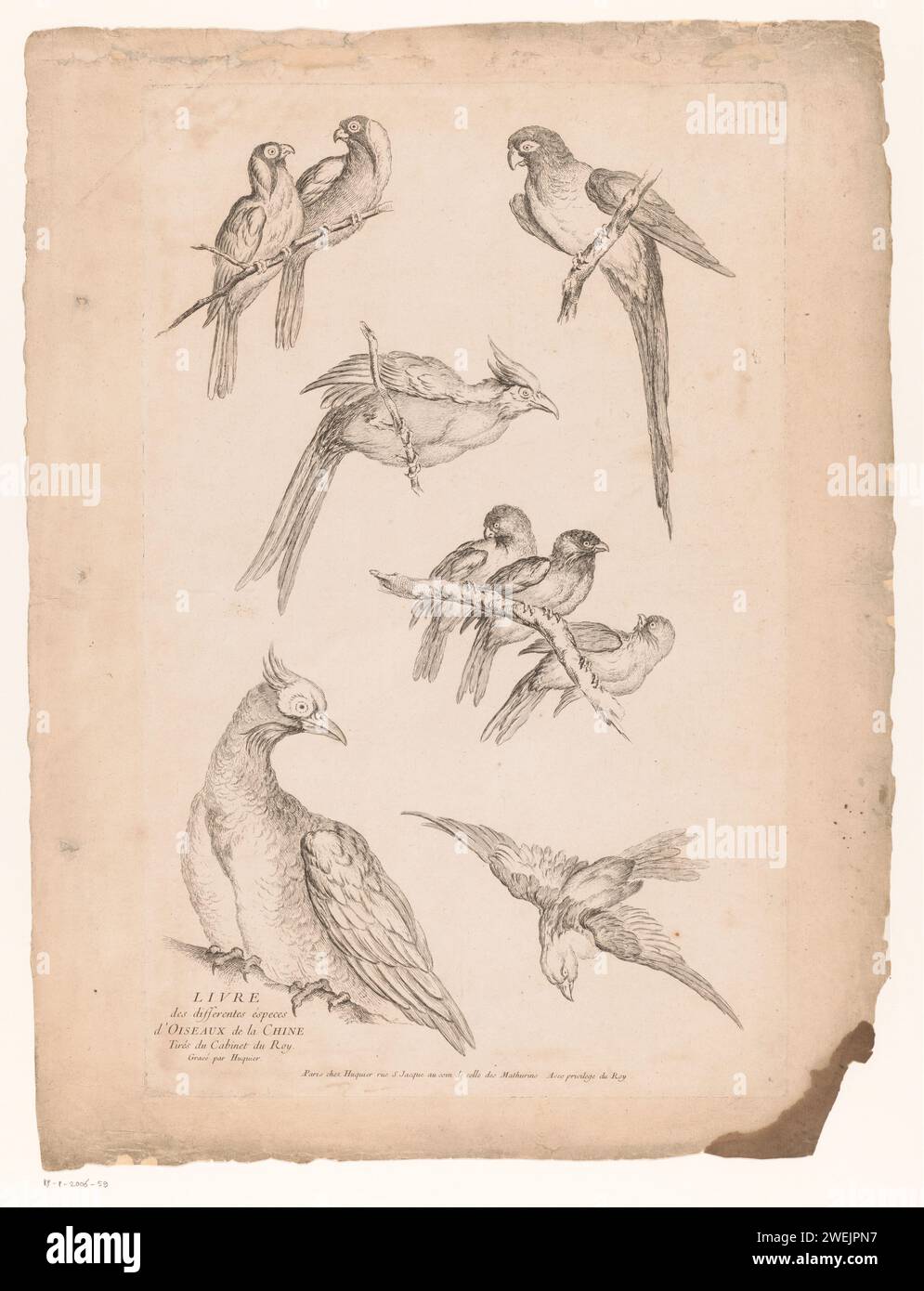 Nine Chinese birds, 1742 - 1750 print paper etching birds Stock Photo ...