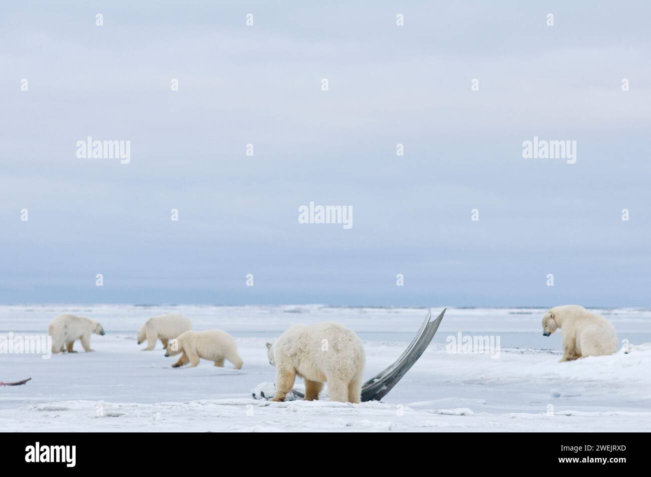 polar bears Ursus maritimus congregate newly formed pack ice bowhead ...