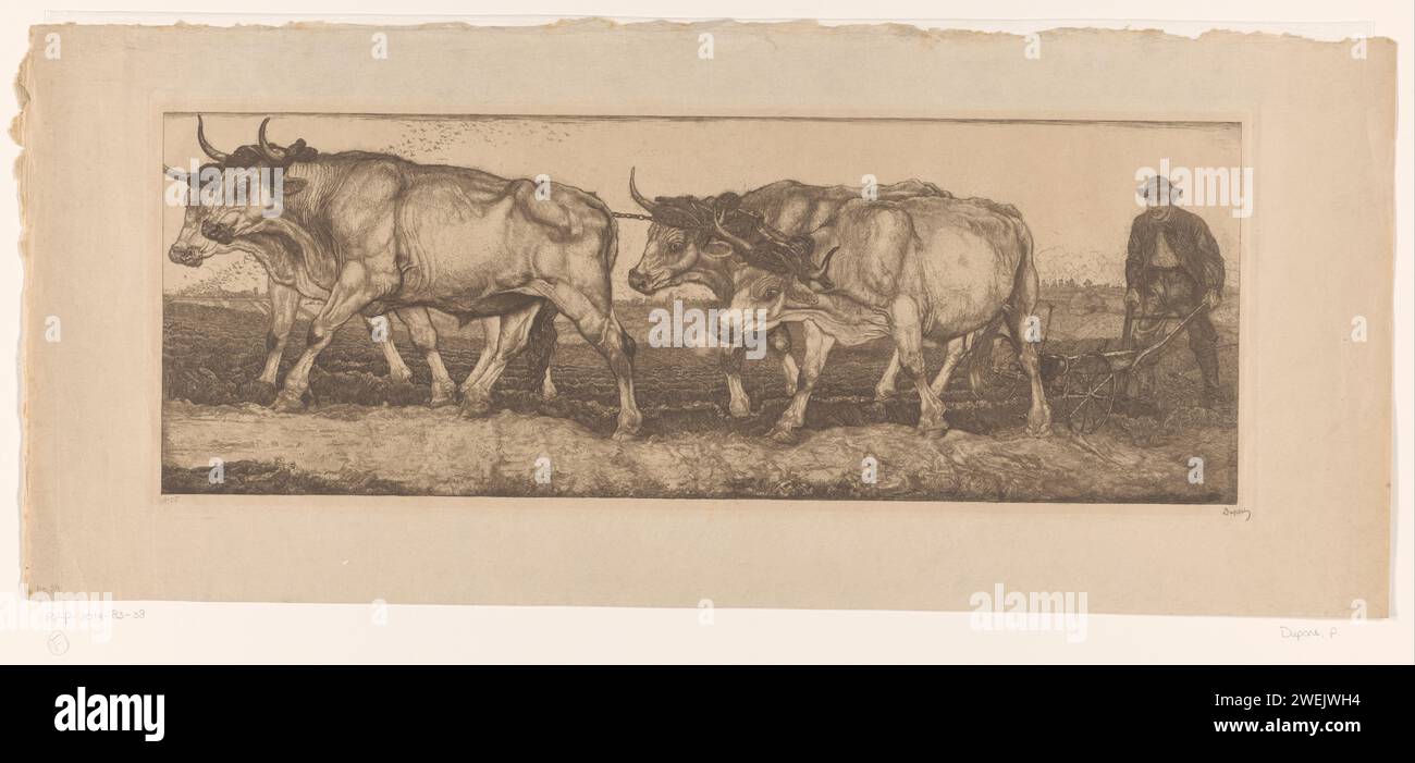 Pouring Ossen, 1901 - 1902 print Four plowing oxen with farmer in a ...