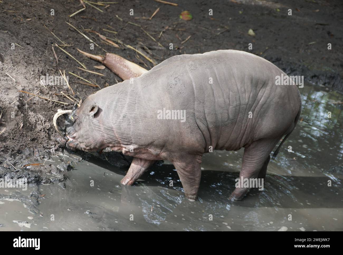 Thorn pig hi-res stock photography and images - Alamy