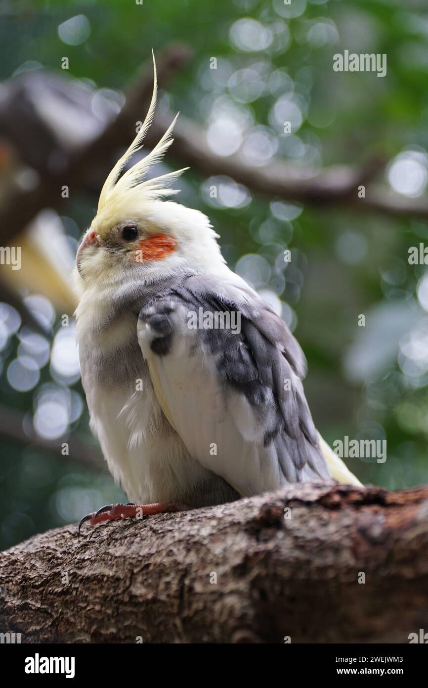 Close up of a yellow and grey Cockatiel perching on the tree branch ...