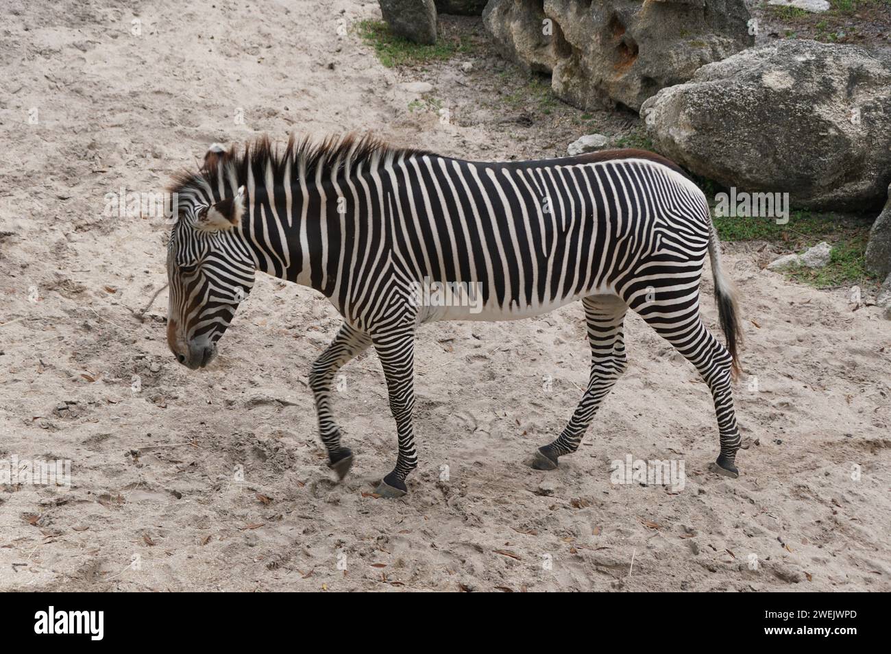 Closeup of an adult zebra walking slowly on the ground Stock Photo - Alamy